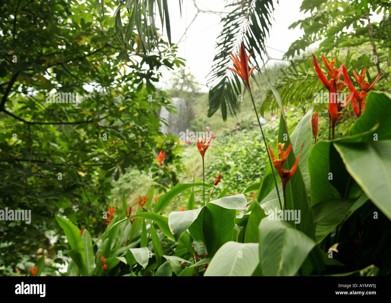 A view of the plants flowers and trees in the rainforest biome and ...