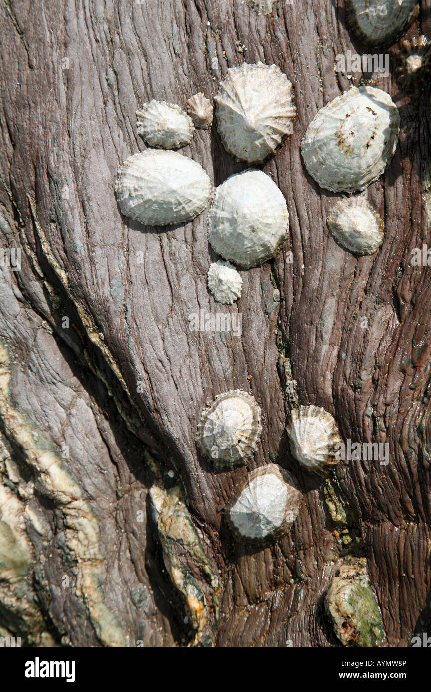 Patterns of shells on the rocks by the seashore Stock Photo - Alamy