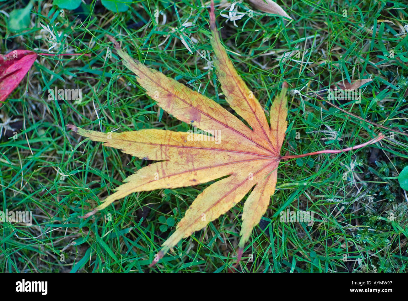 Japanese Maple Leaf Stock Photo - Alamy