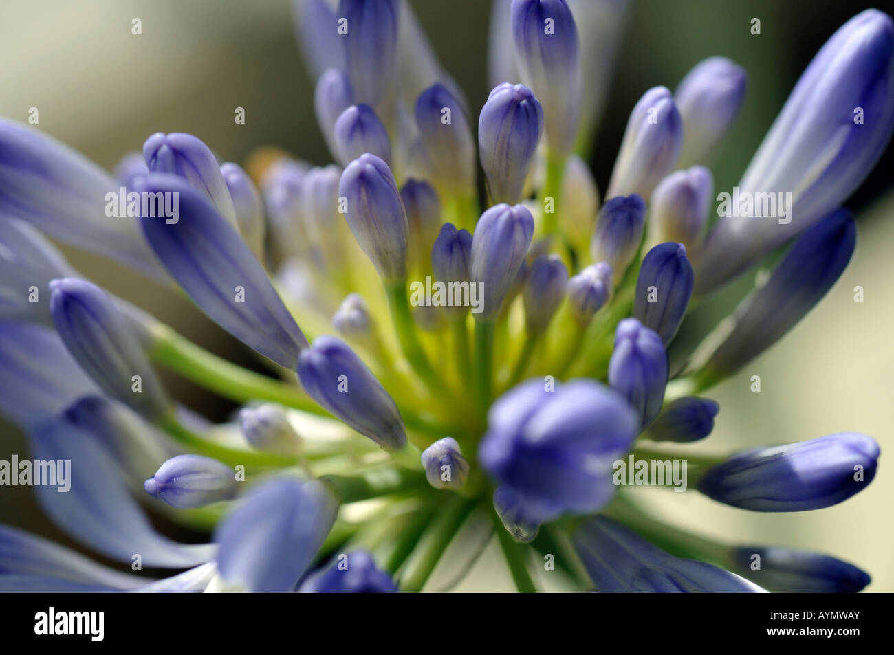 agapanthus praecox subsp orientalis 'variegata' unopened flower buds ...