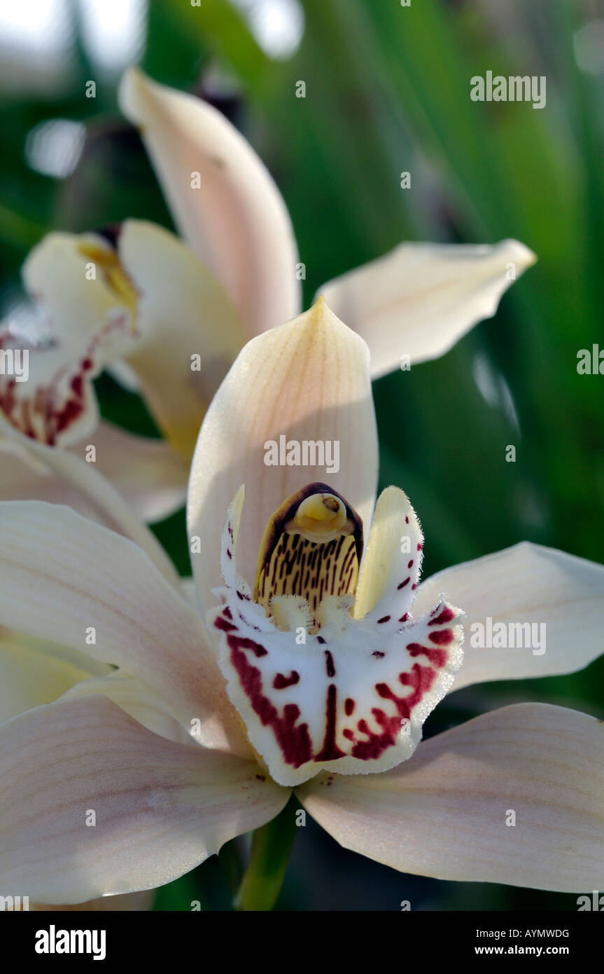cymbidium orchid flower blossom bloom hybrid cymbidium adriaco x dry ...