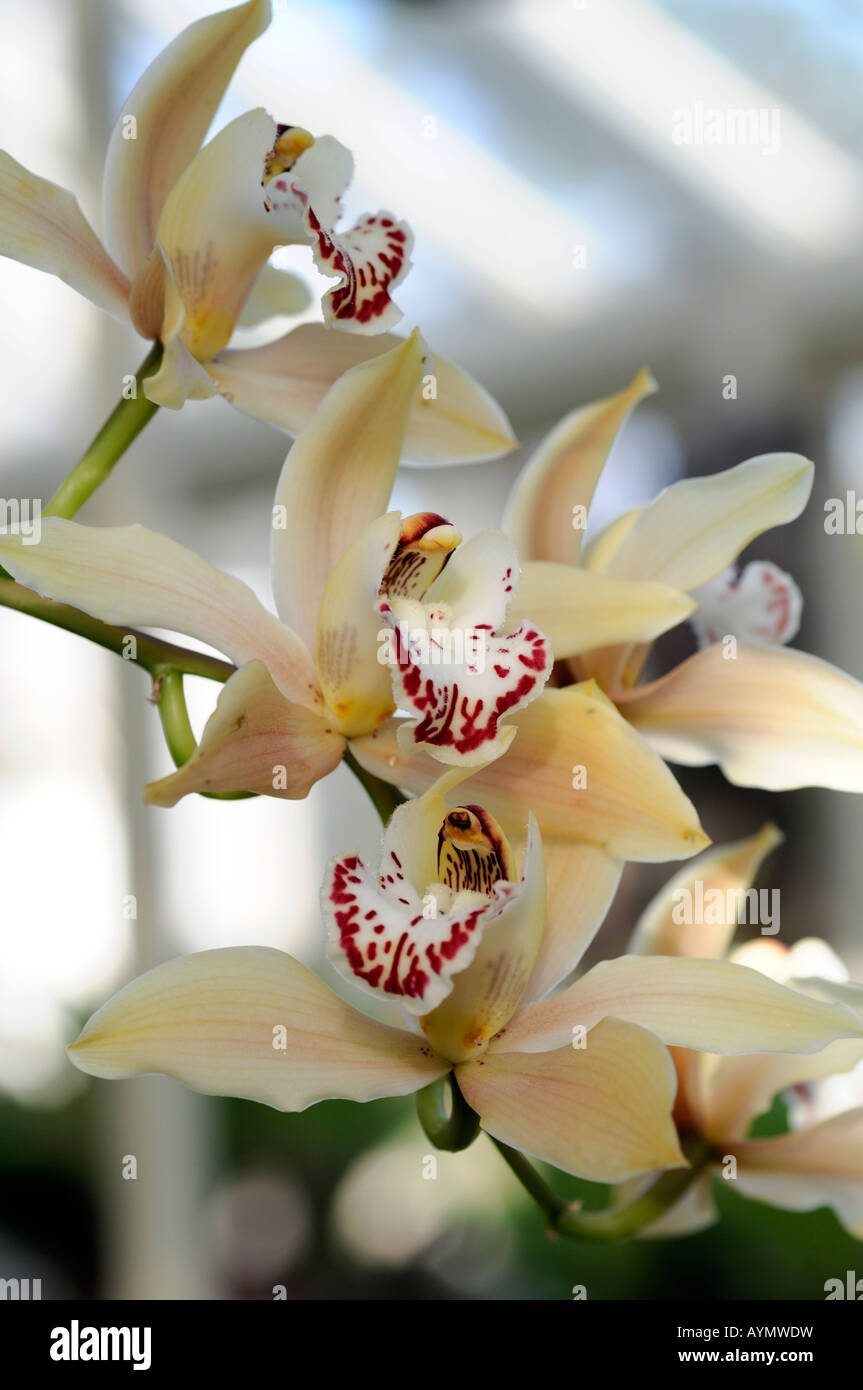 cymbidium orchid flower blossom bloom hybrid closeup close up long stem ...