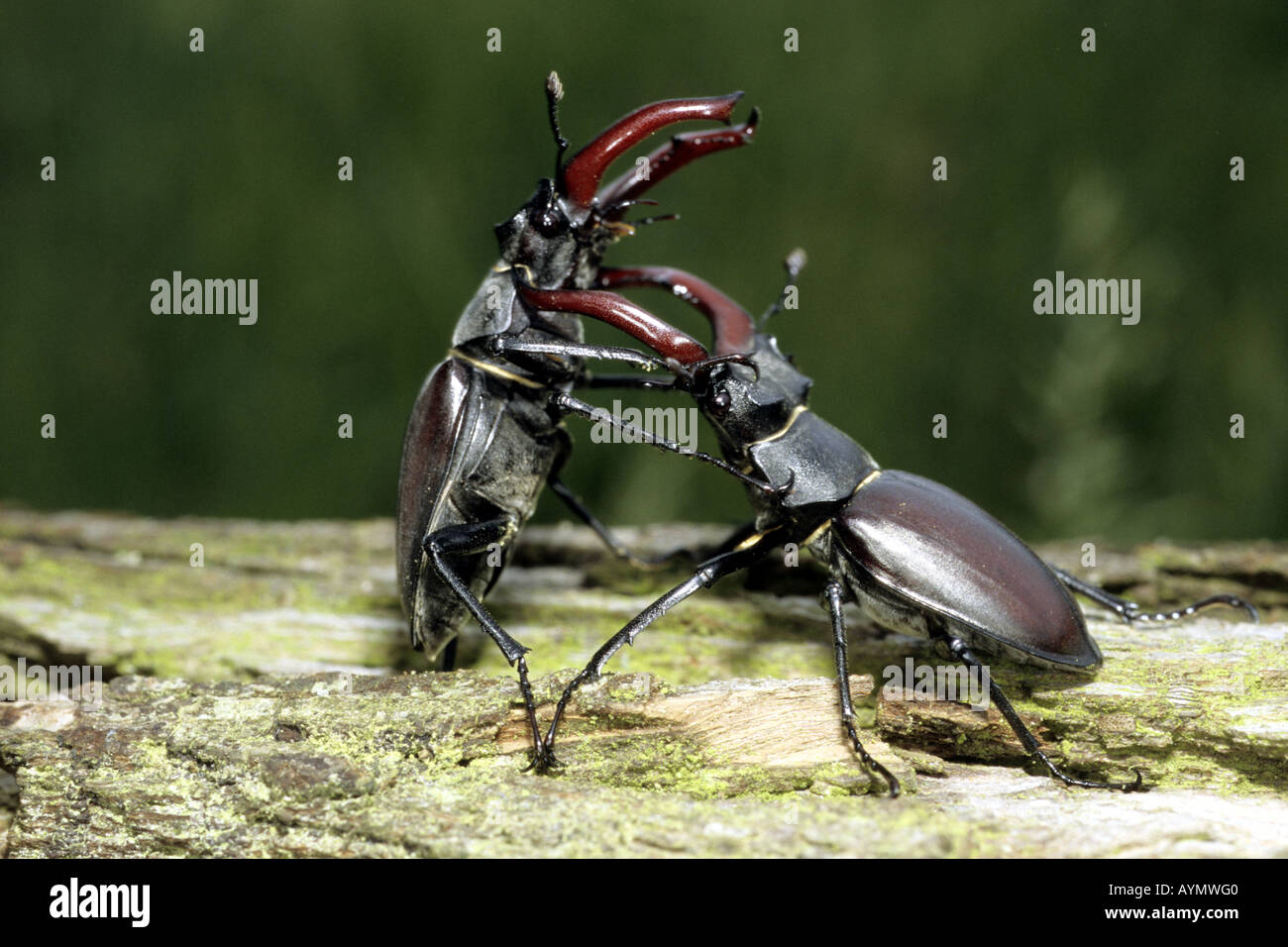 Two fighting beetles hi-res stock photography and images - Alamy