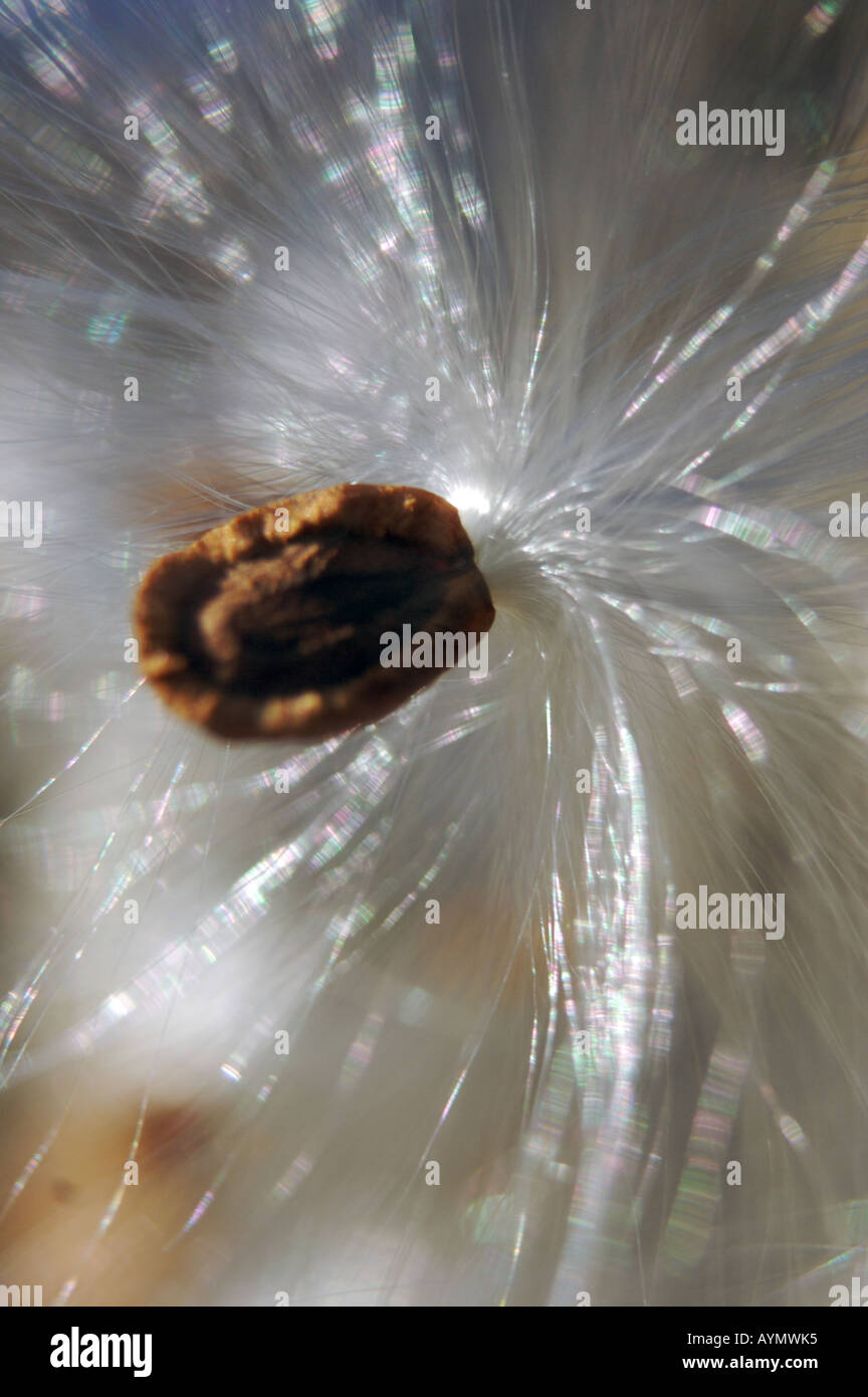 Close up of milkweed seed Stock Photo - Alamy