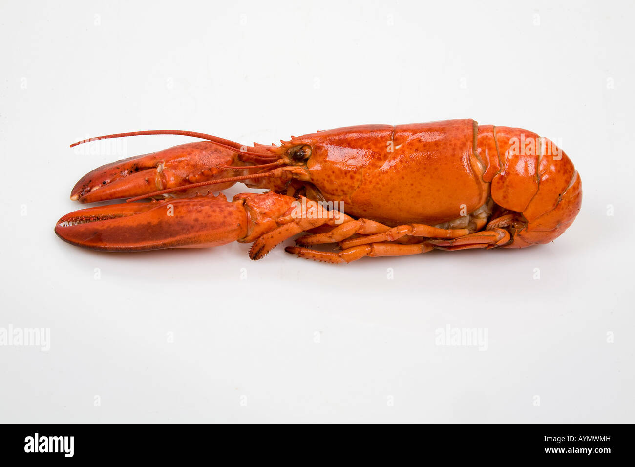 Cooked whole red lobster on white background. Horizontal Stock Photo ...