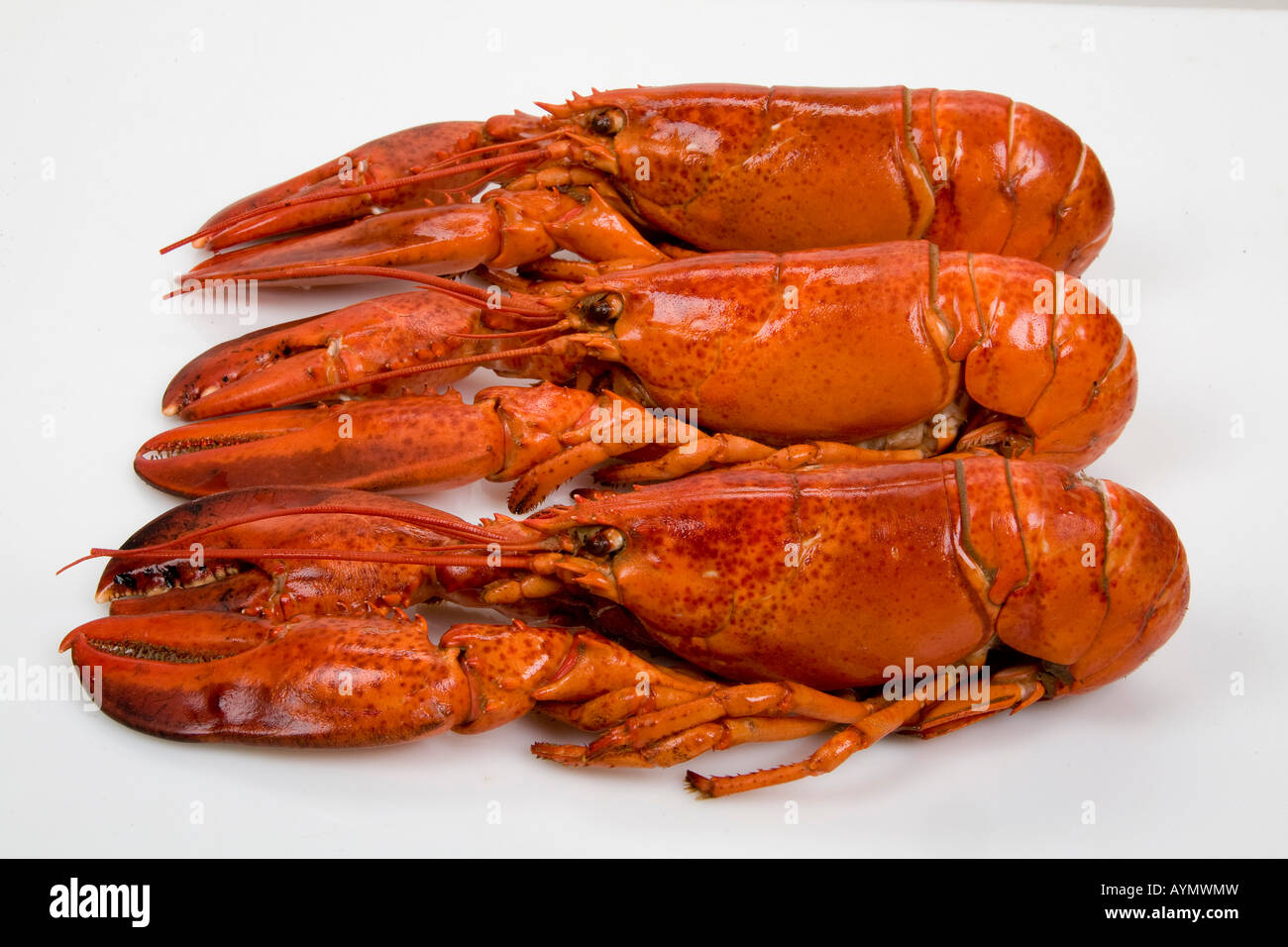 Cooked 3 whole red lobsters on white background. Horizontal Stock Photo ...