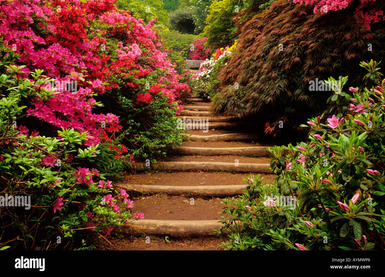 Azalea Steps Winkworth Surrey England Stock Photo - Alamy