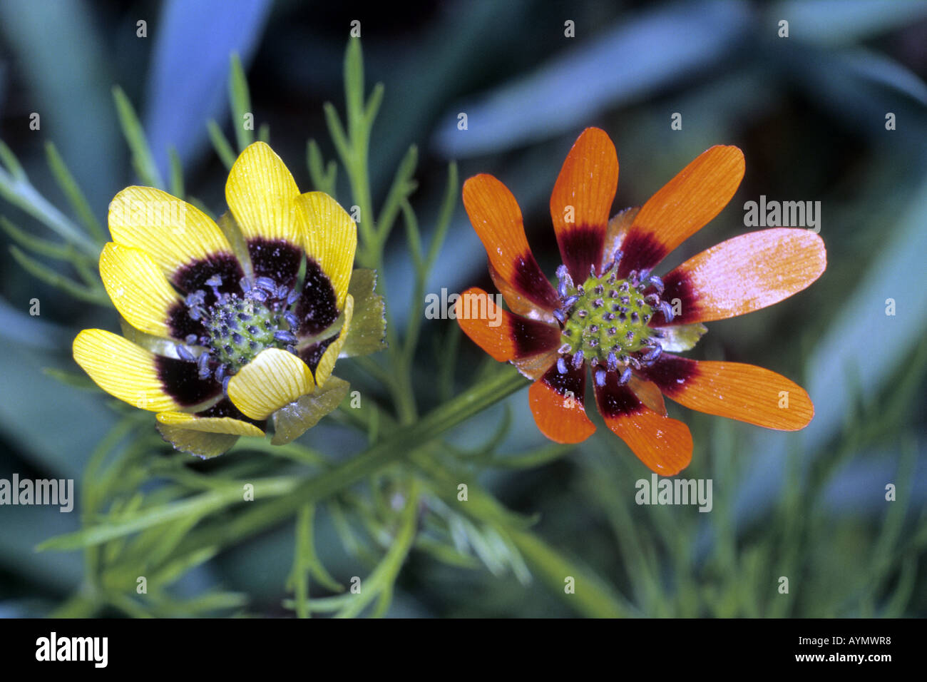 Summer Adonis, Summer Pheasants Eye (Adonis aestivalis) flowering Stock ...