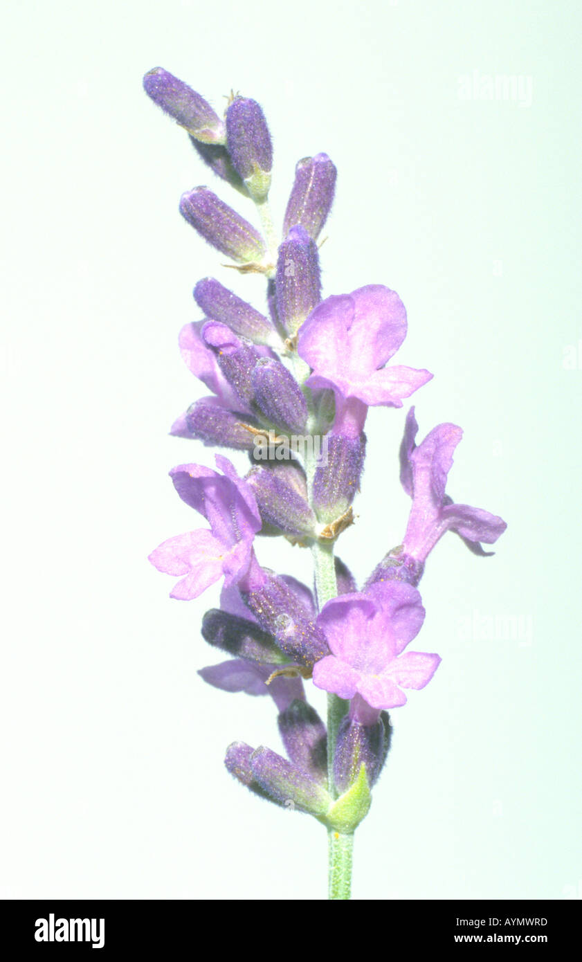 English Lavender (Lavandula angustifolia, Lavandula vera, Lavandula ...