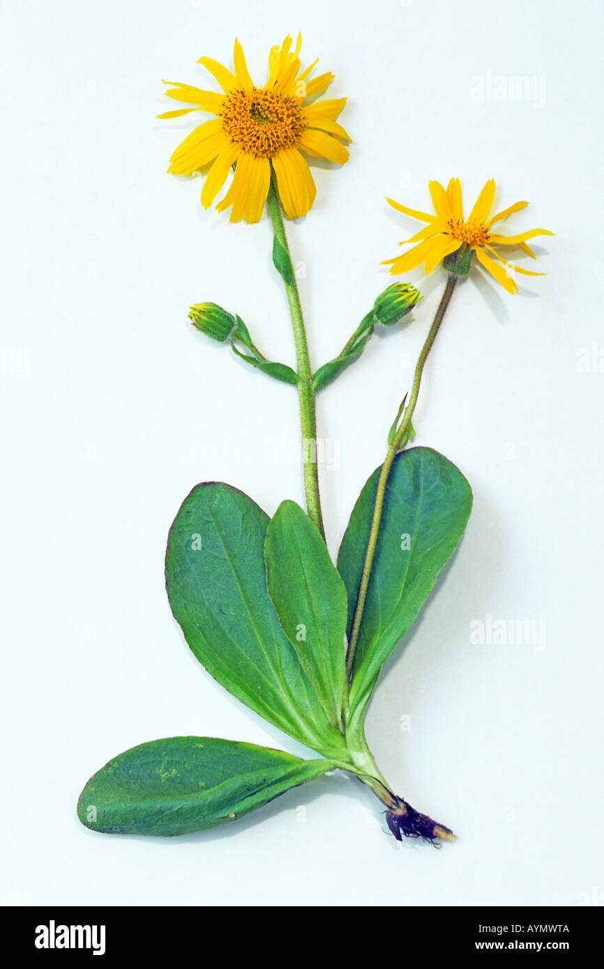 Mountain Arnica (Arnica montana), flowering plant, studio picture Stock ...