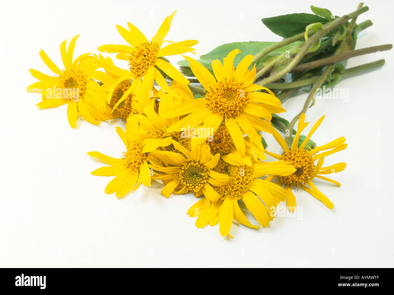 Mountain Arnica (Arnica montana) flowering plants, studio picture Stock ...