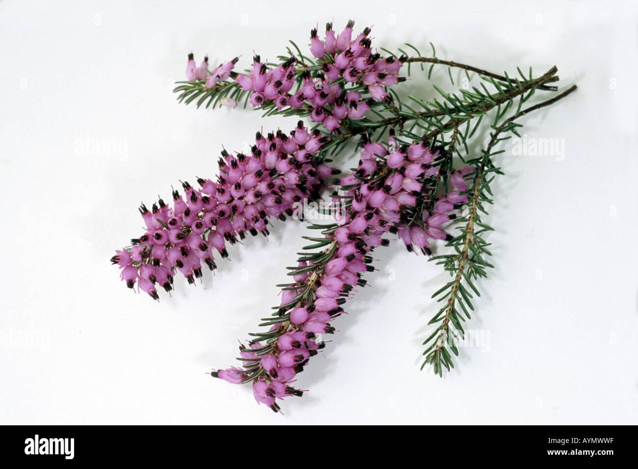 Winter Heath (Erica carnea) flowering twig studio picture Stock Photo ...