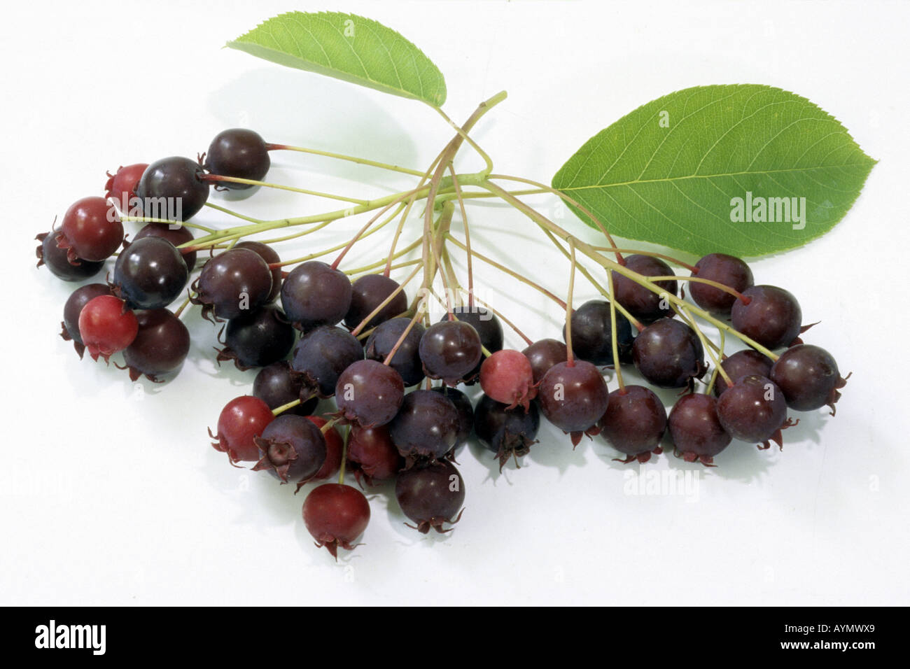 Nature trees plants leaves Cut Out Stock Images & Pictures - Alamy