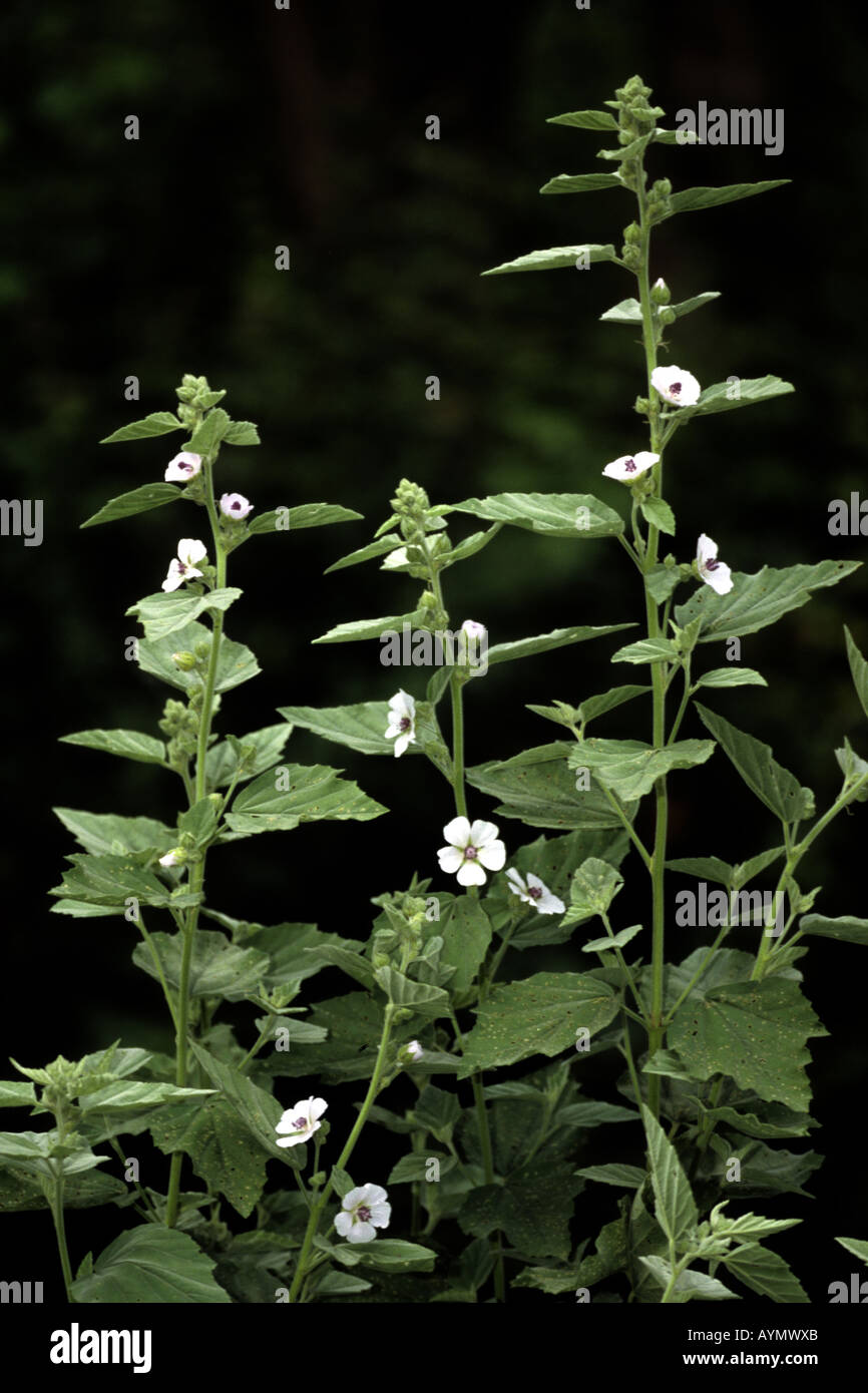 Marsh Mallow White Mallow (Althaea officinalis) flowering Stock Photo ...