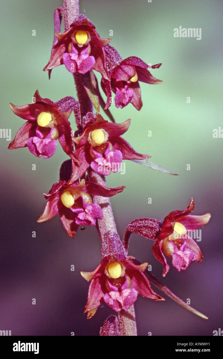 Dark Red Helleborine, Royal Helleborine (Epipactis atrorubens). flowers ...