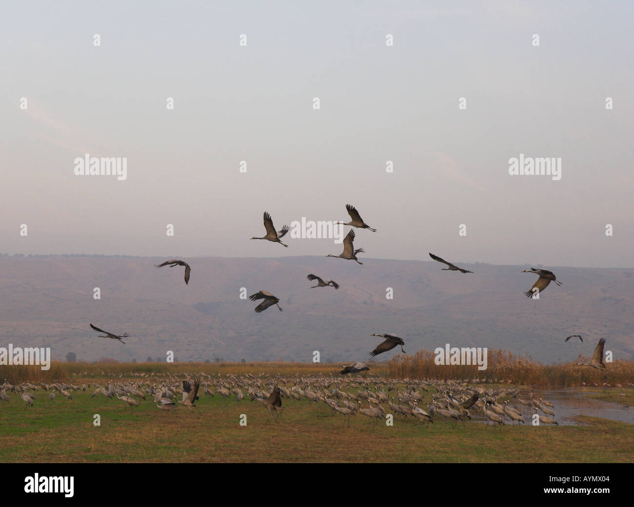 Israel Galile Panhandle Hula Valley migrating birds nature reserve grey ...