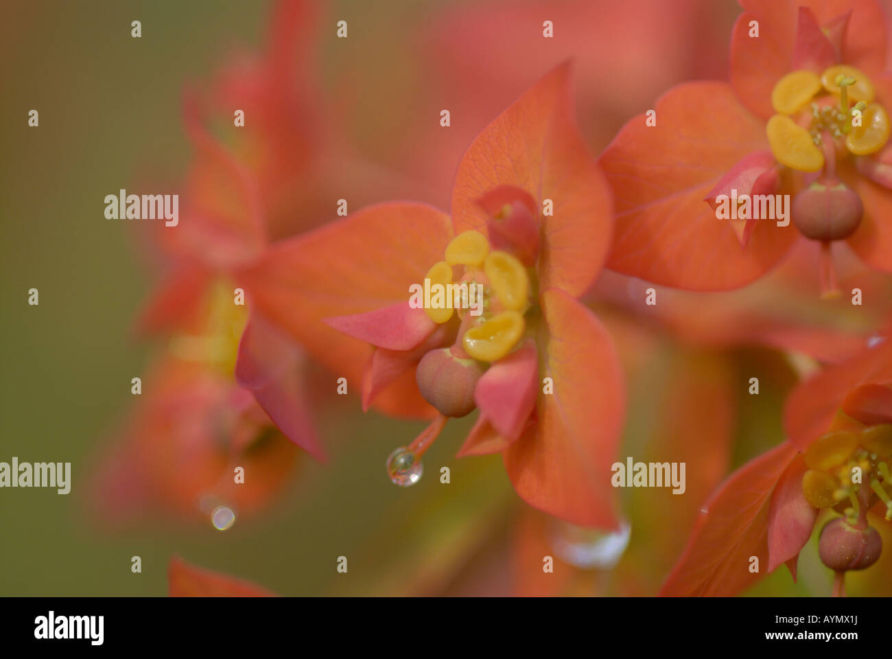 Euphorbia griffithii (Fireglow). Close up of flower with raindrop Stock ...