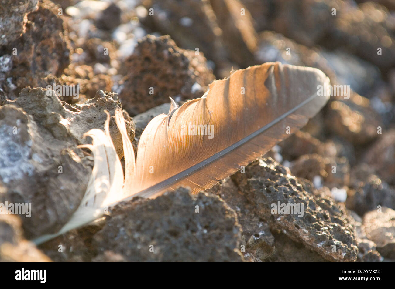 Feather on rock hi-res stock photography and images - Alamy