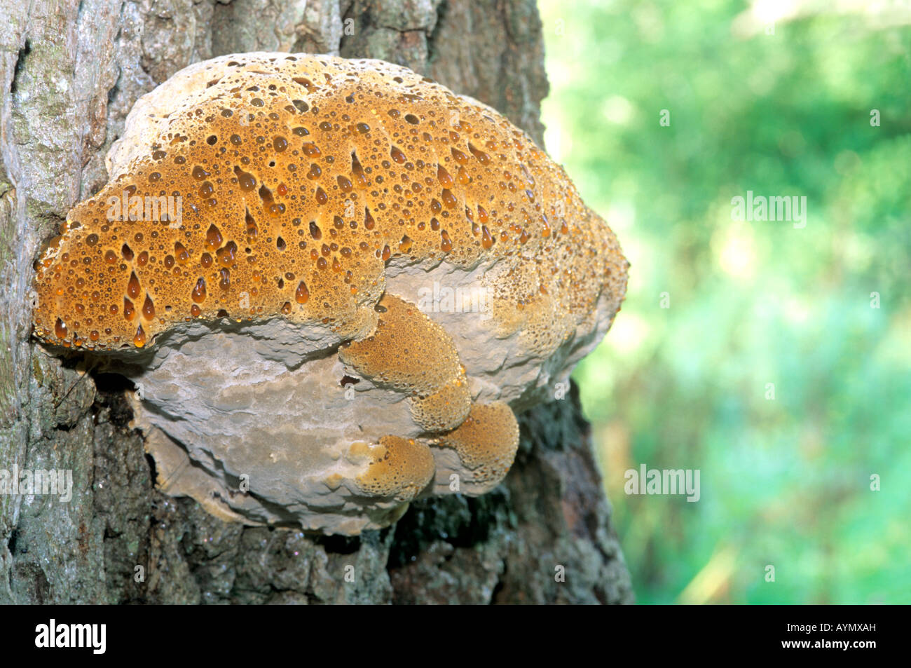 Large Bracket Fungus (Inonotus Dryadeus Stock Photo - Alamy