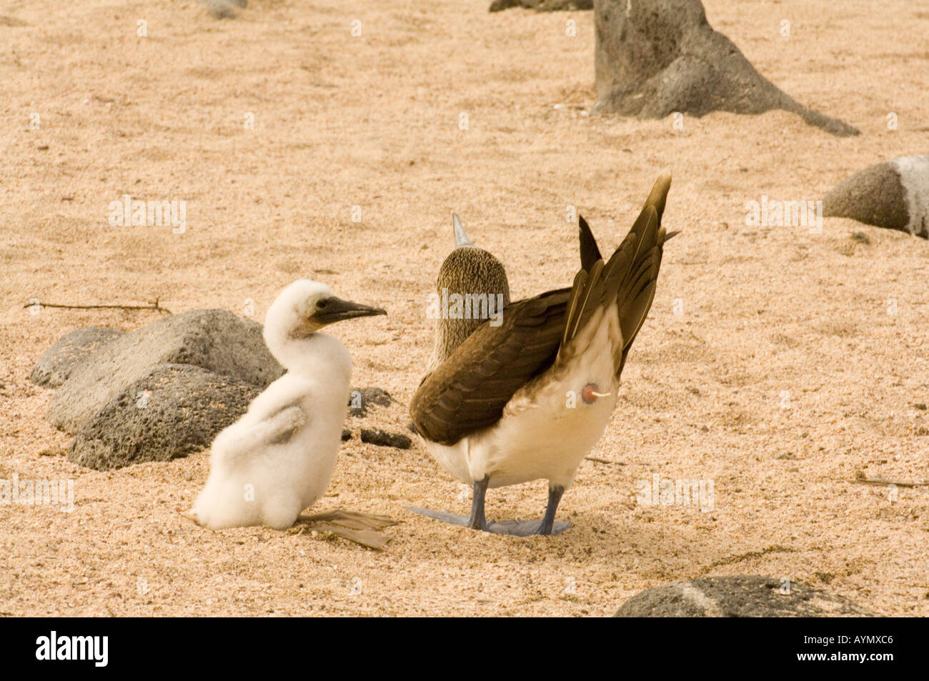 Wild animals defecation hi-res stock photography and images - Alamy