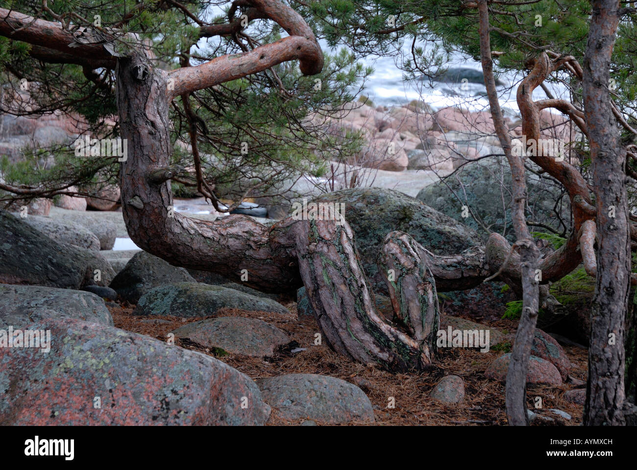 A wind and ice shaped pine tree, Pinus sylvestris, in the rocky ...