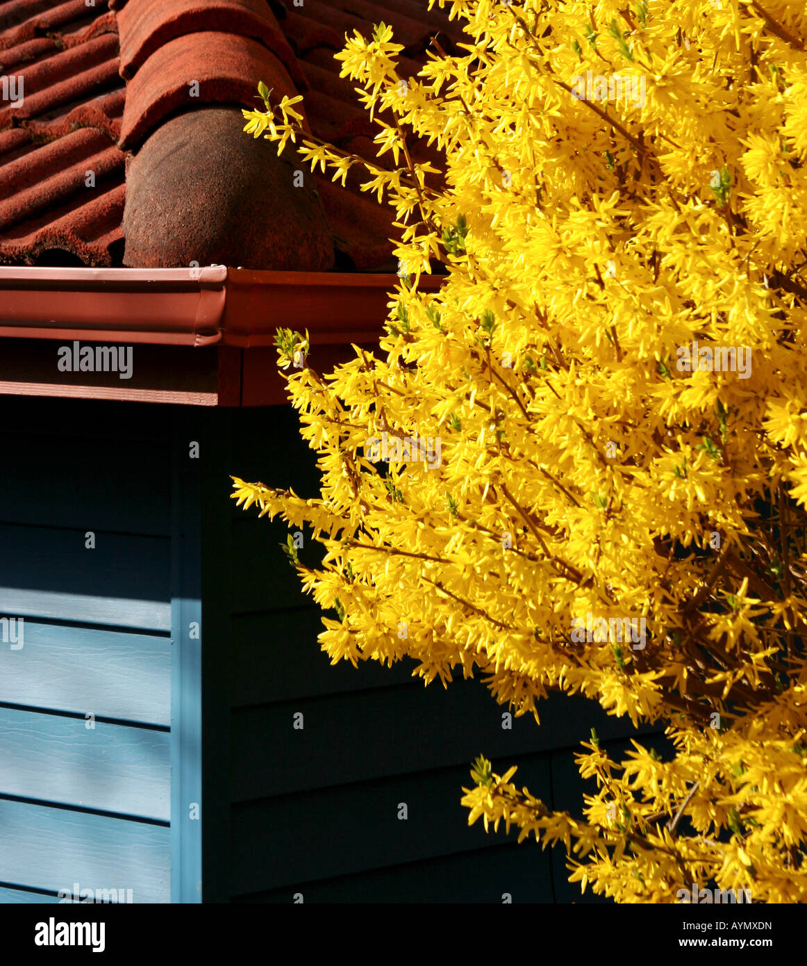 Simple and colorful spring picture Stock Photo - Alamy