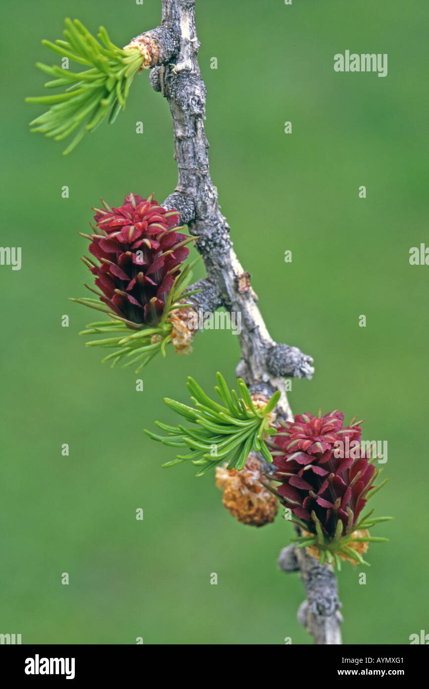 Larix decidua twig hi-res stock photography and images - Alamy
