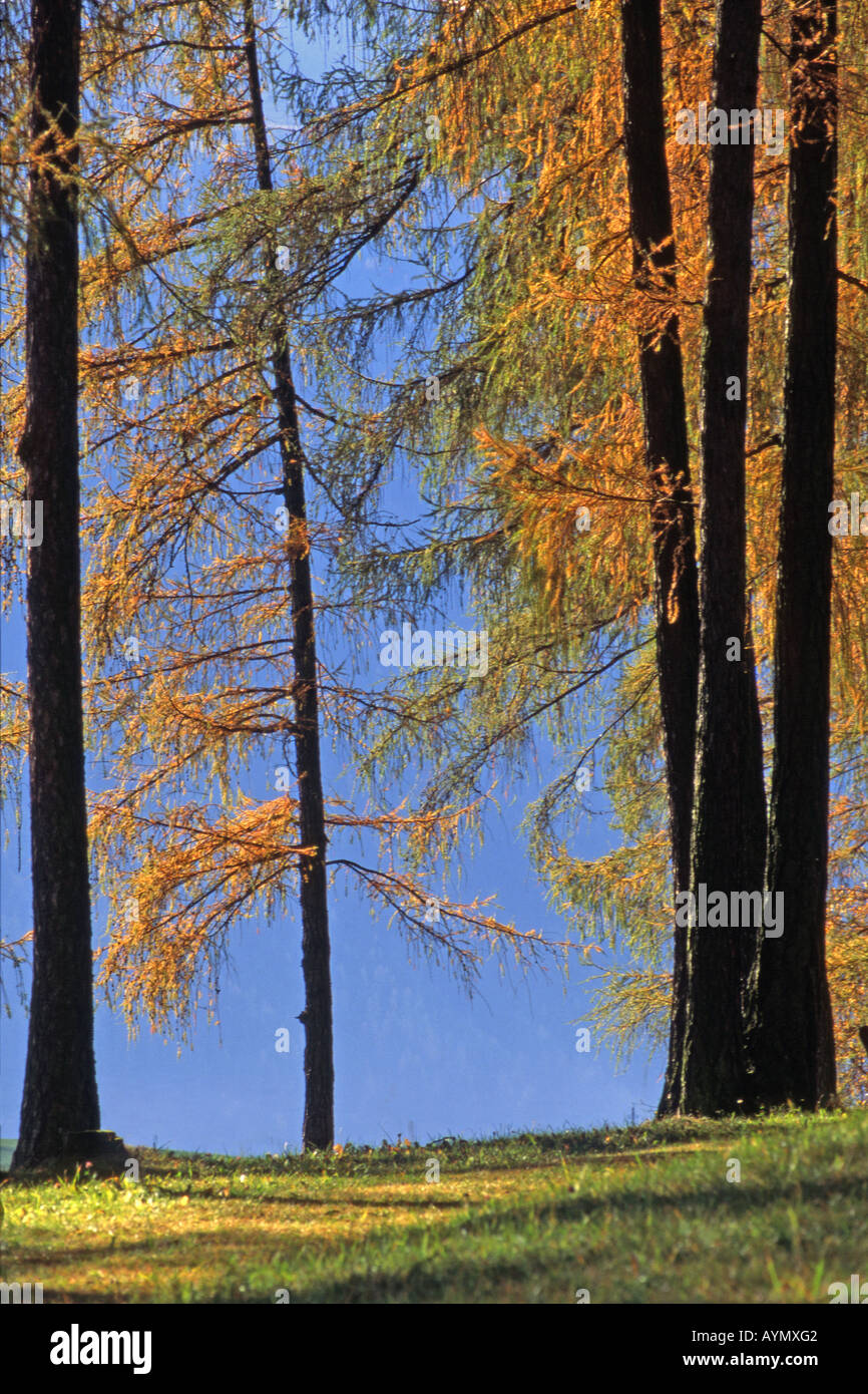 Common Larch, European Larch (Larix decidua), trees in autumn colours ...
