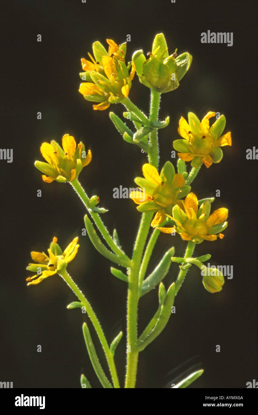Yellow Mountain Saxifrage (Saxifraga aizoides), flowering Stock Photo ...
