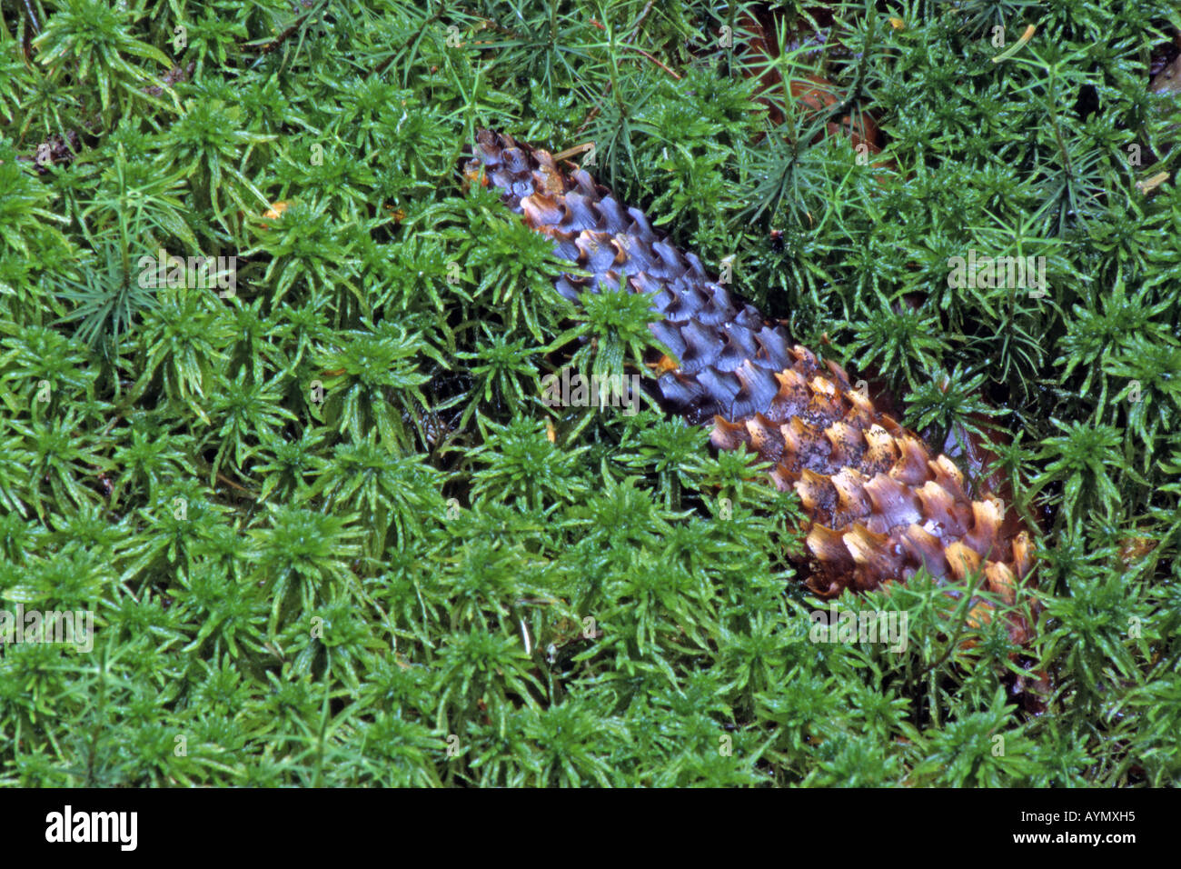Common Spruce, Norway Spruce (Picea abies), cone in moss Stock Photo ...