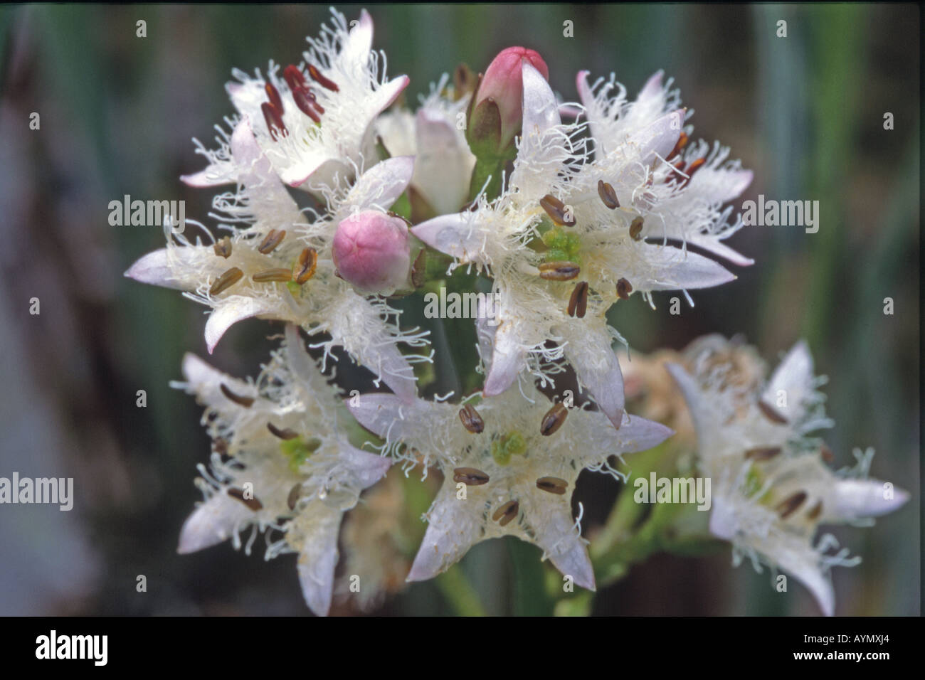 Bogbean, Water Trefoil (Menyanthes trifoliata), flowering stalk Stock ...