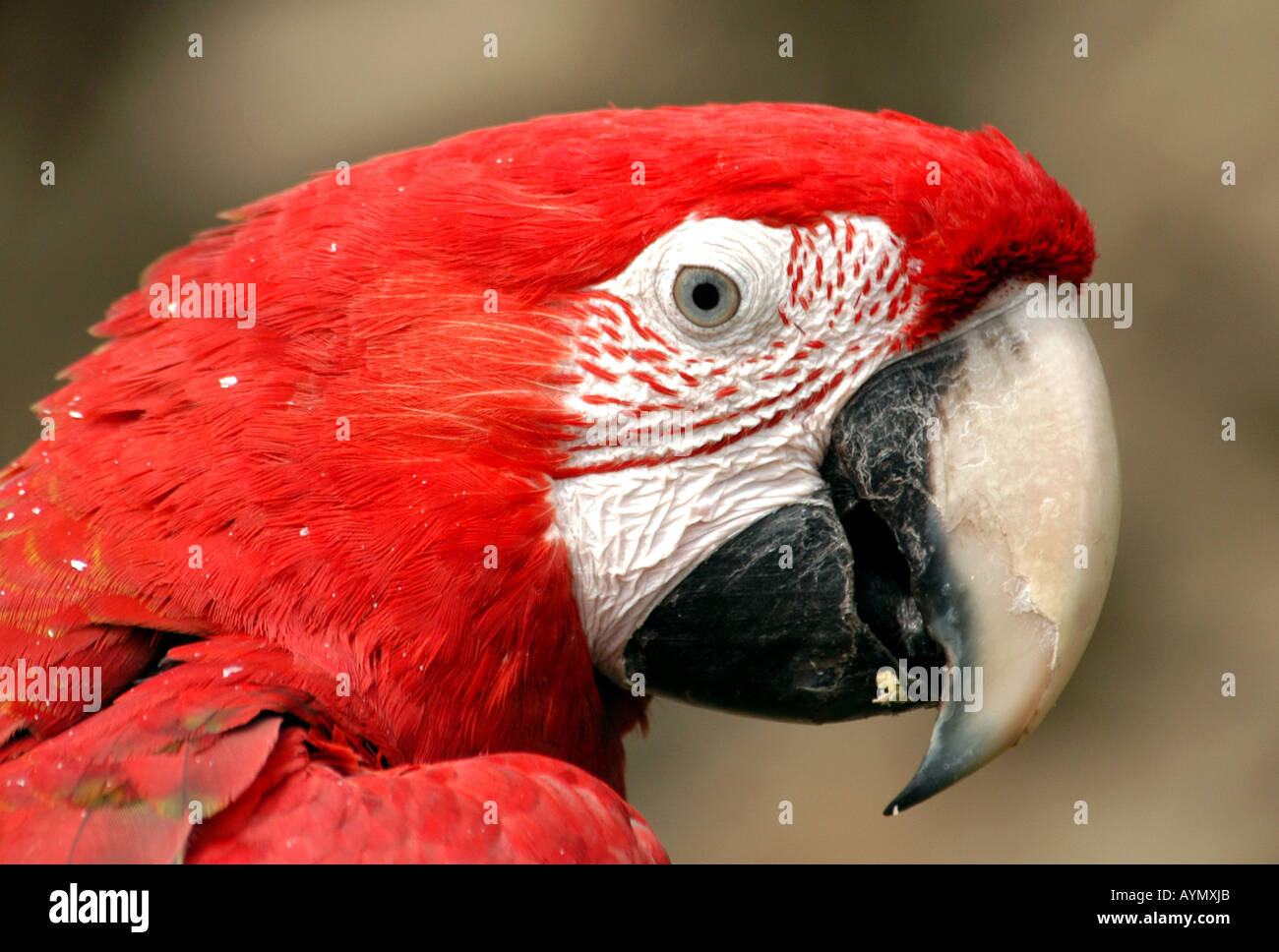 Central and south america parrots hi-res stock photography and images ...