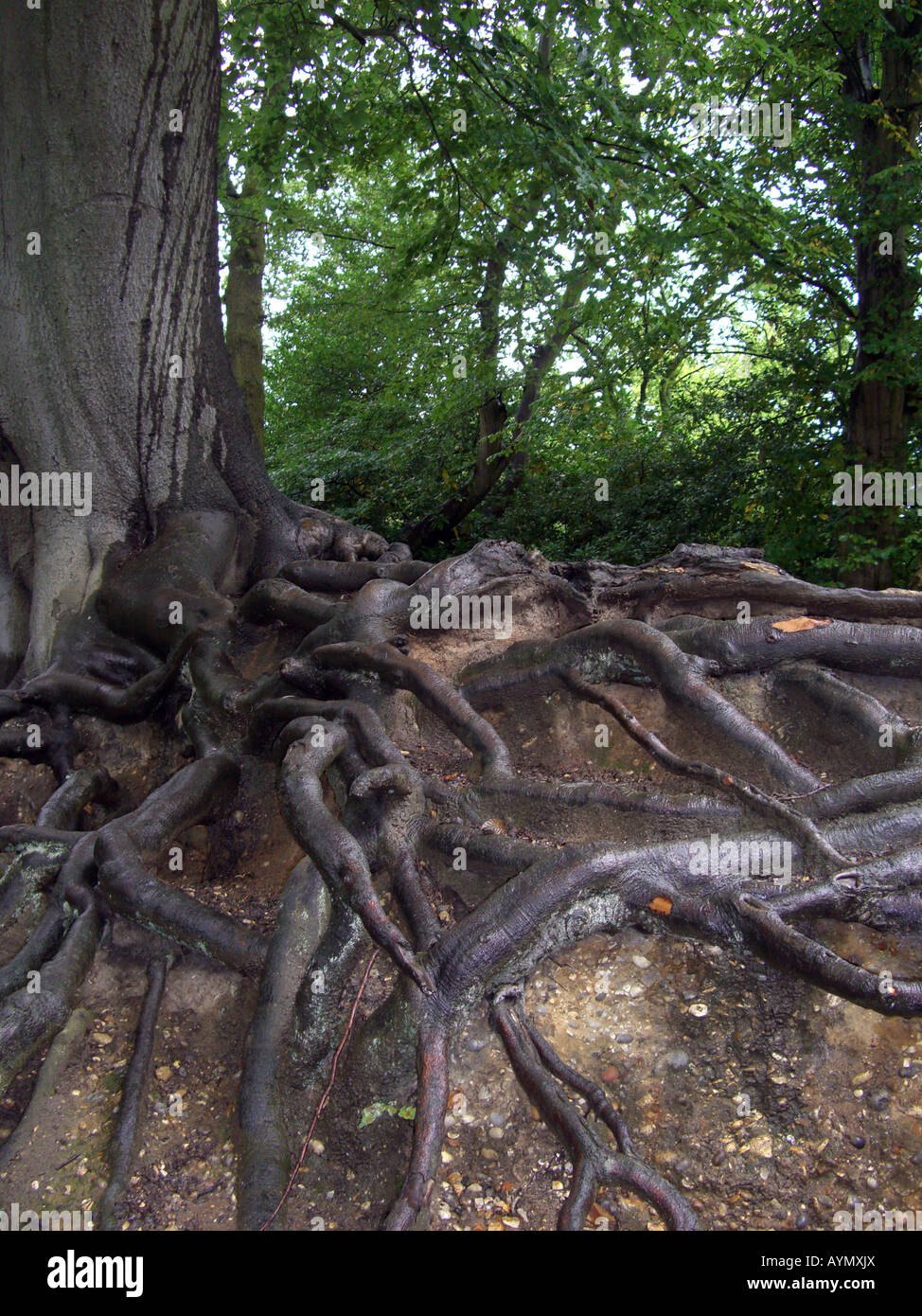 Exposed tree root, Epping Forest Stock Photo - Alamy