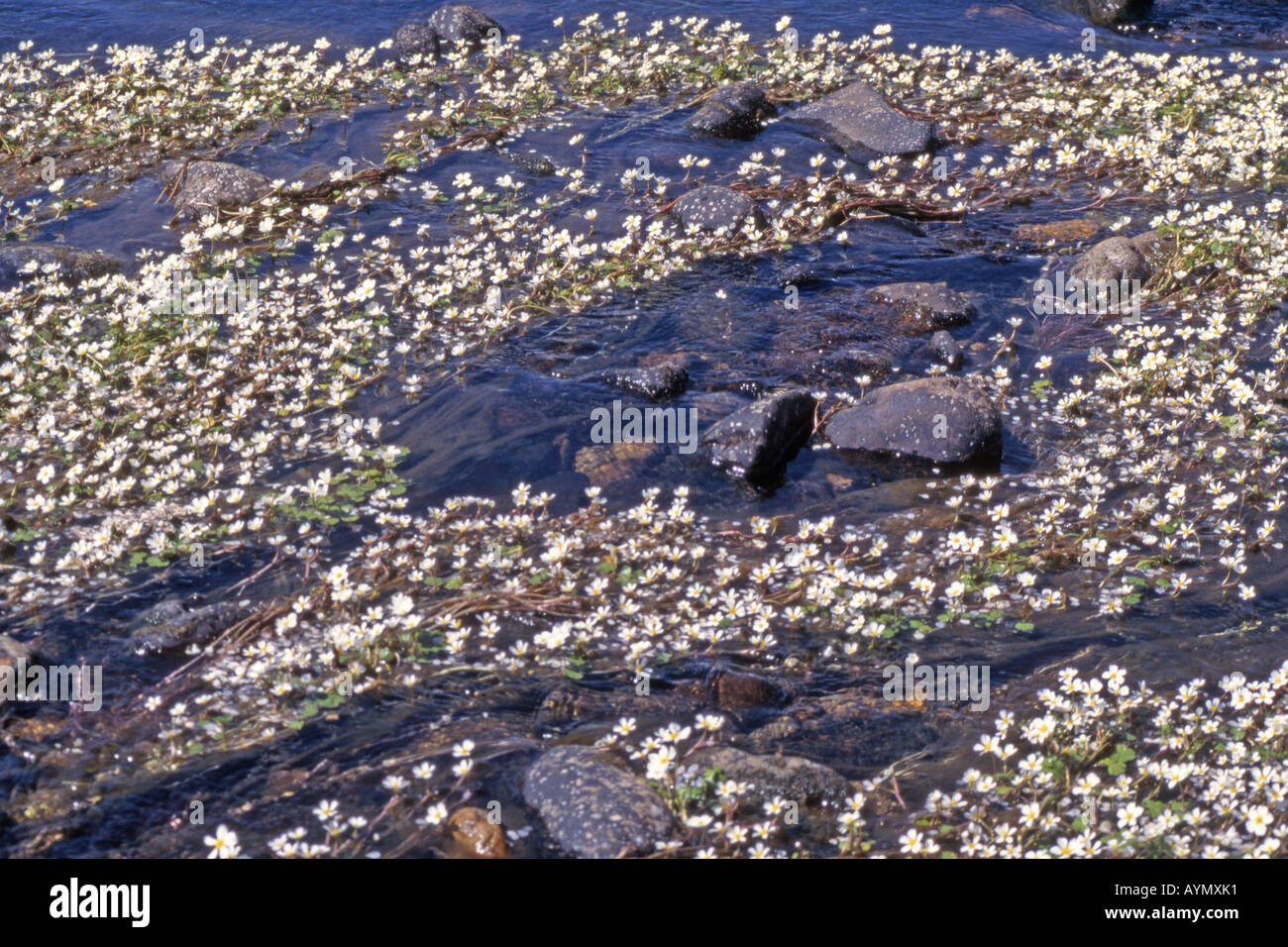 Stream water crowfoot hi-res stock photography and images - Alamy