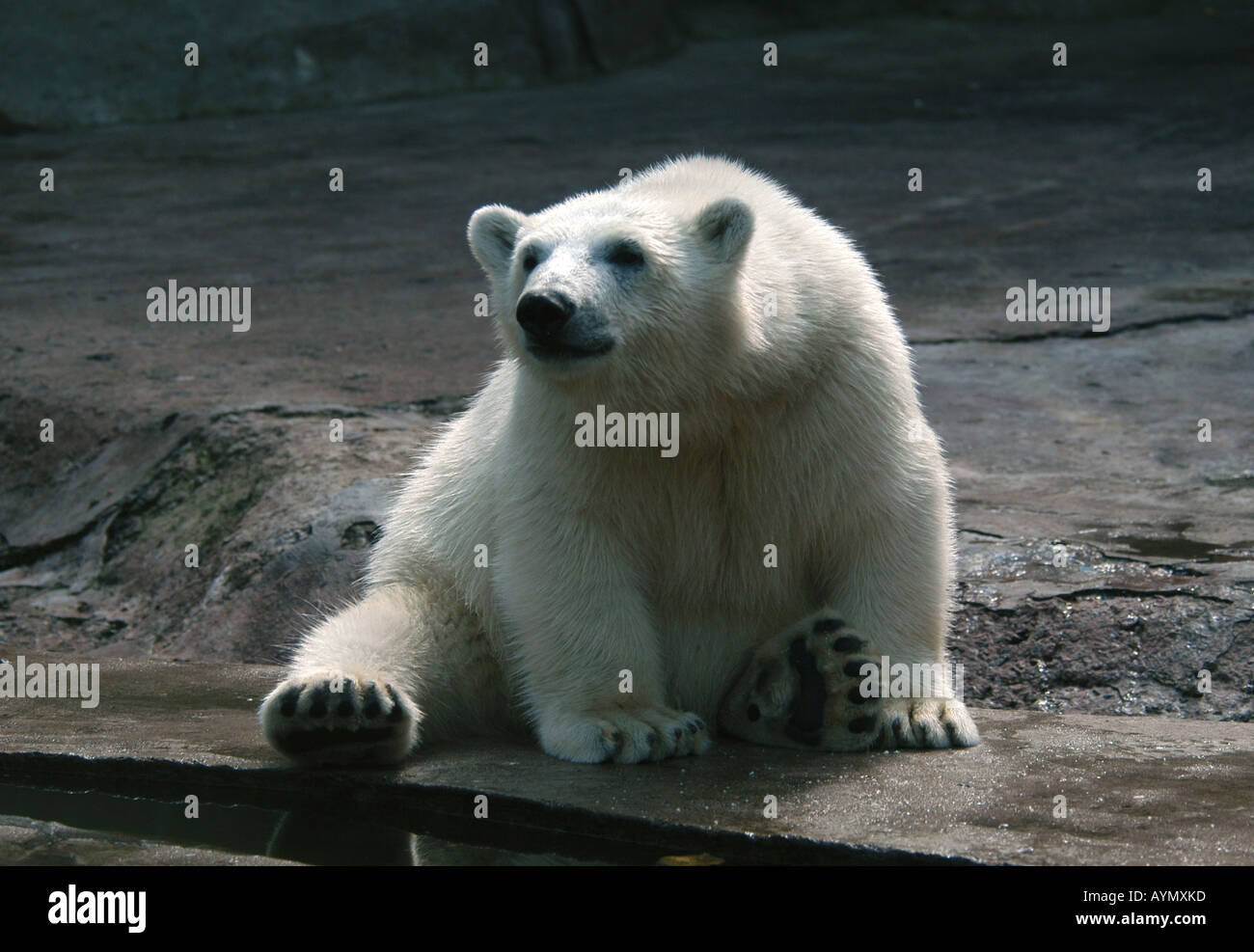 Bear moscow zoo hi-res stock photography and images - Alamy