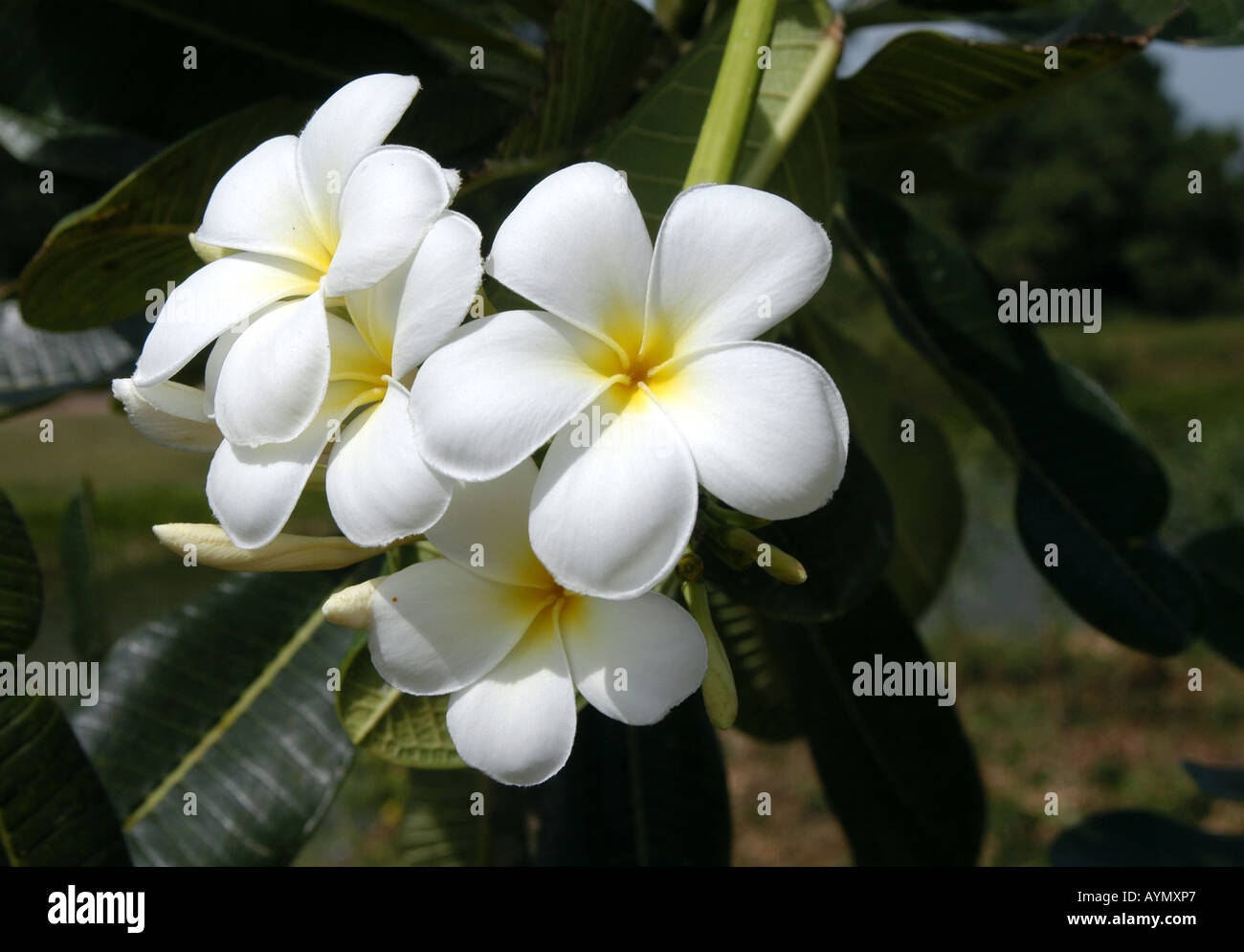 Blooming flowers of plumeria in Cambodia Stock Photo - Alamy