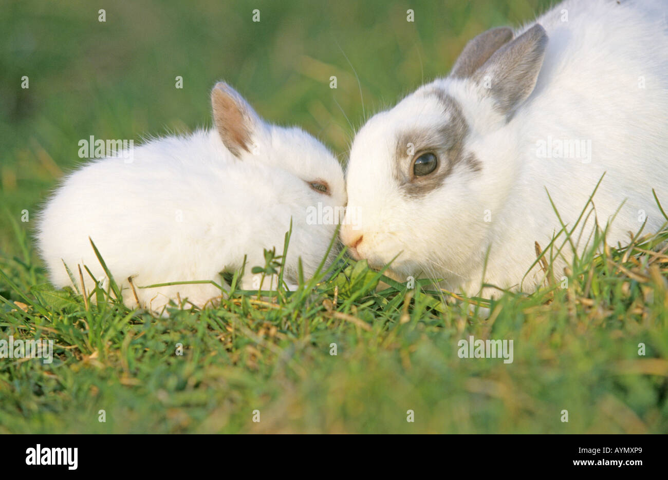 Pygmy Rabbit (Oryctolagus cuniculus) female and young on meadow Stock ...