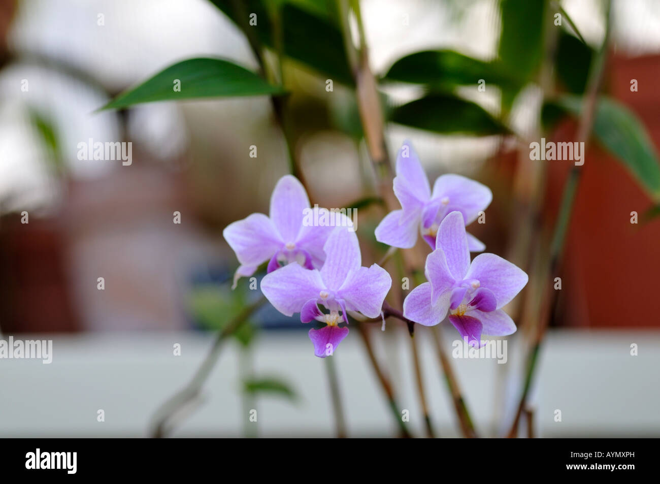 Four orchid flowers hi-res stock photography and images - Alamy