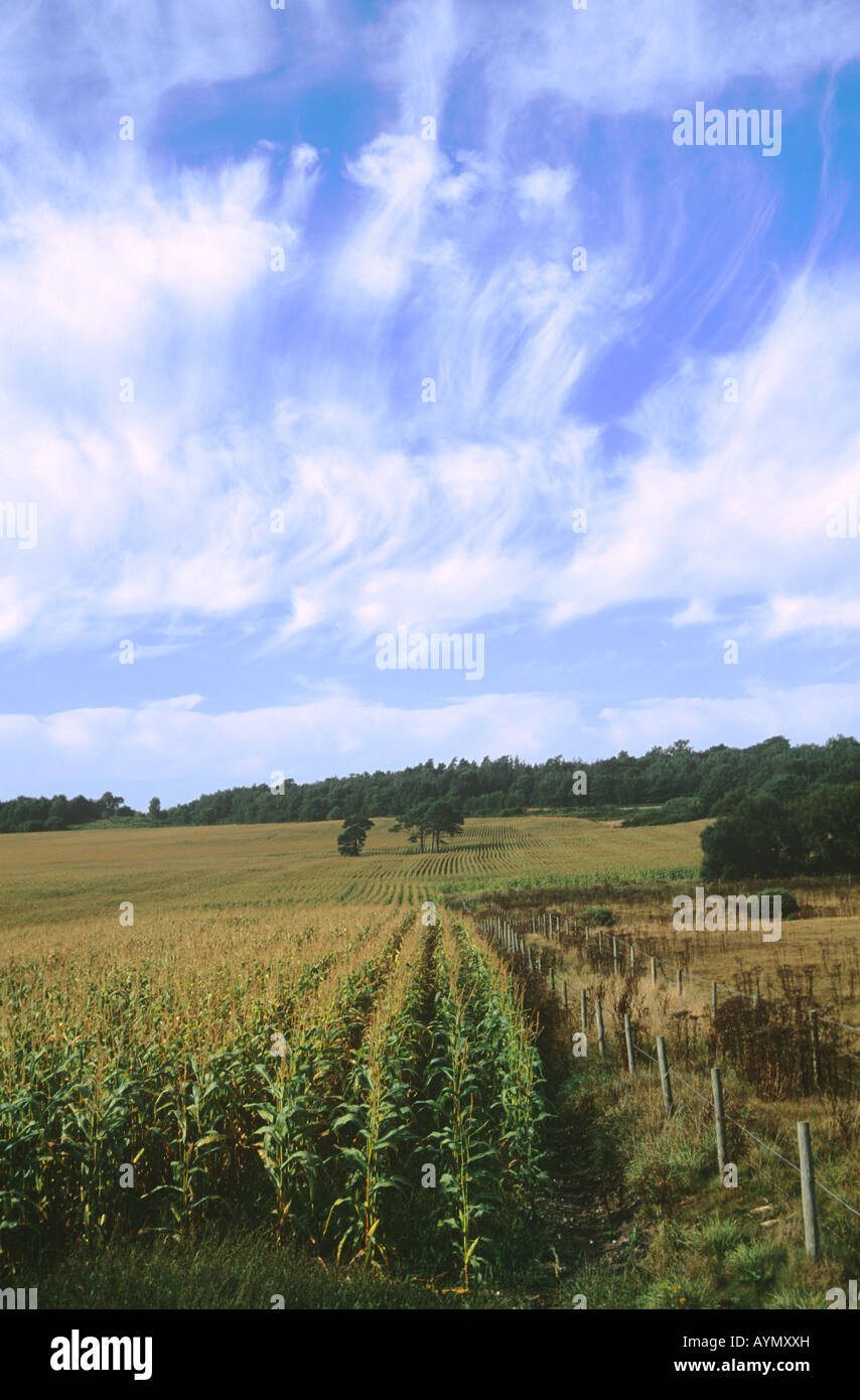Maize planted rows hi-res stock photography and images - Alamy