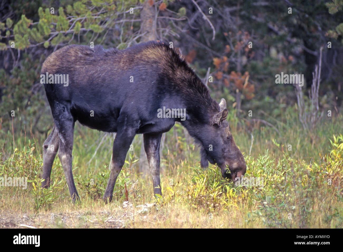 Alces alces elk hi-res stock photography and images - Alamy