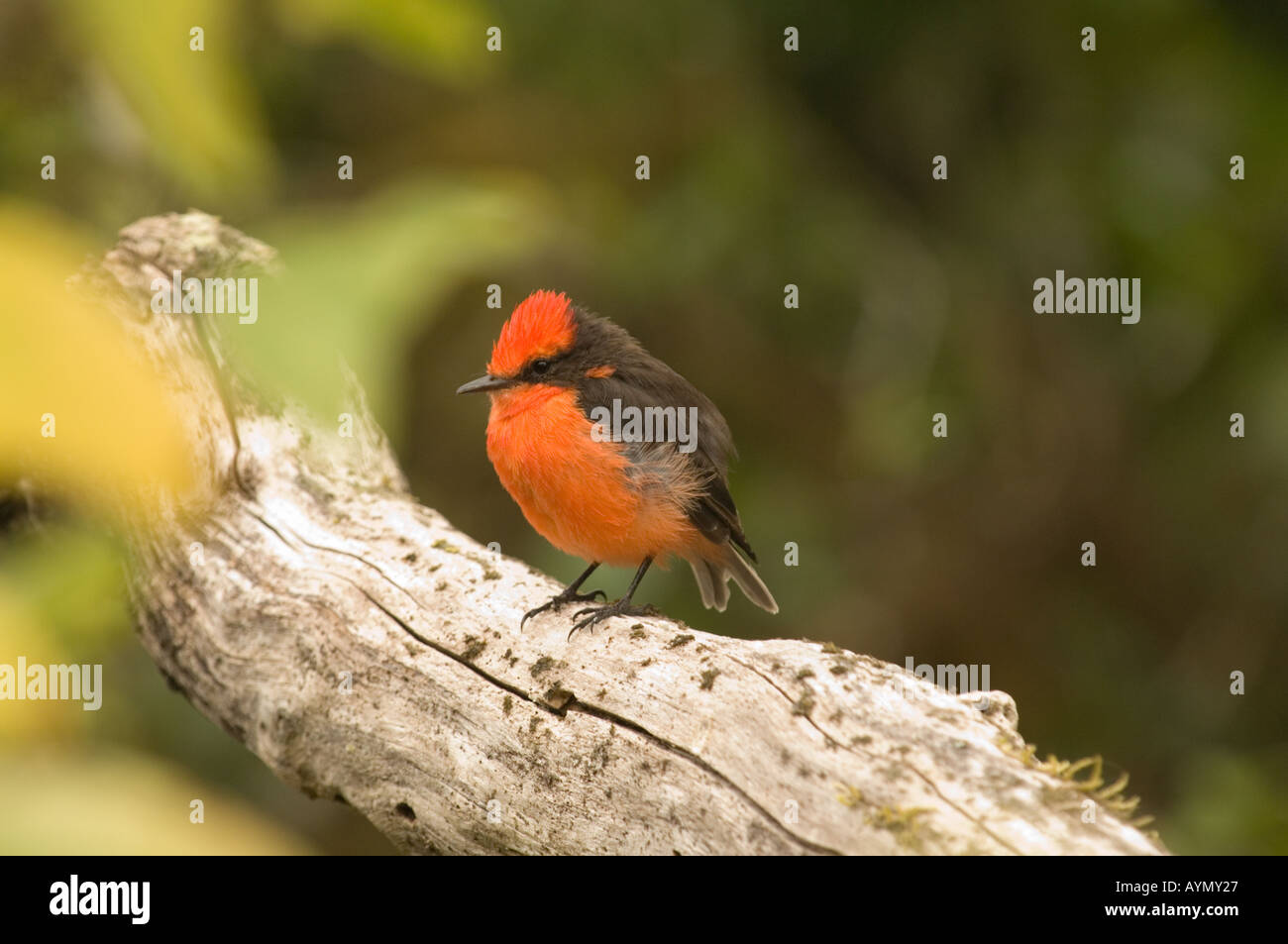 Vermilion Flycatcher (Pyrocephalus rubinus) male perched on the branch ...