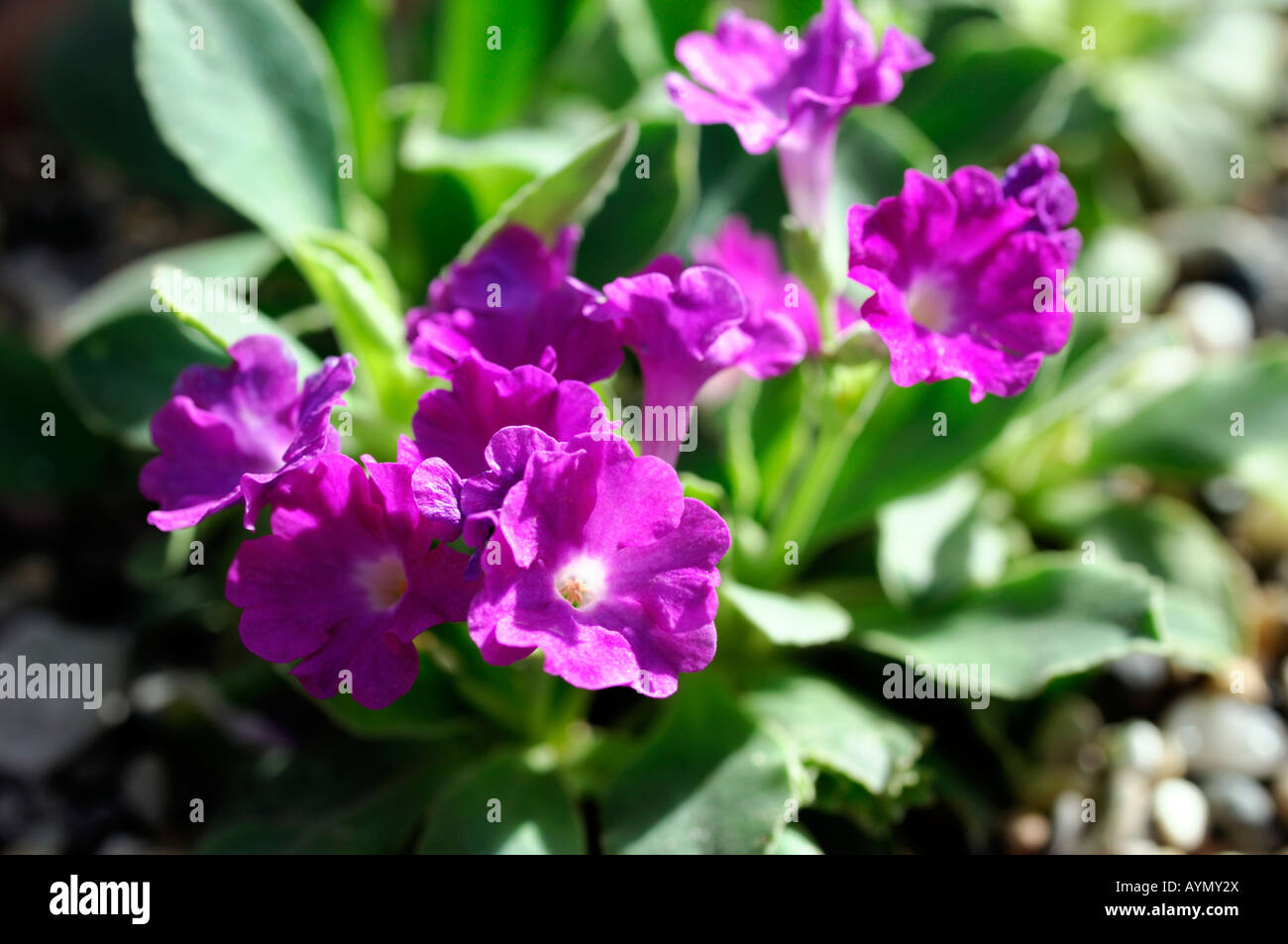 Purple primula flowers set against a stone background Stock Photo - Alamy