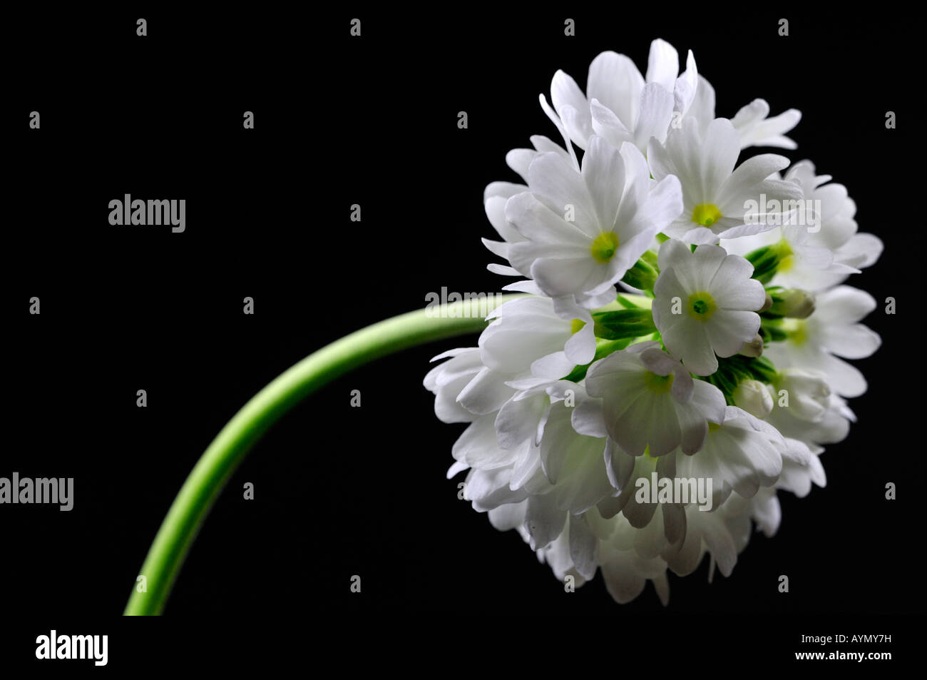 Primula denticulata var alba drumstick primrose white flower closeup ...