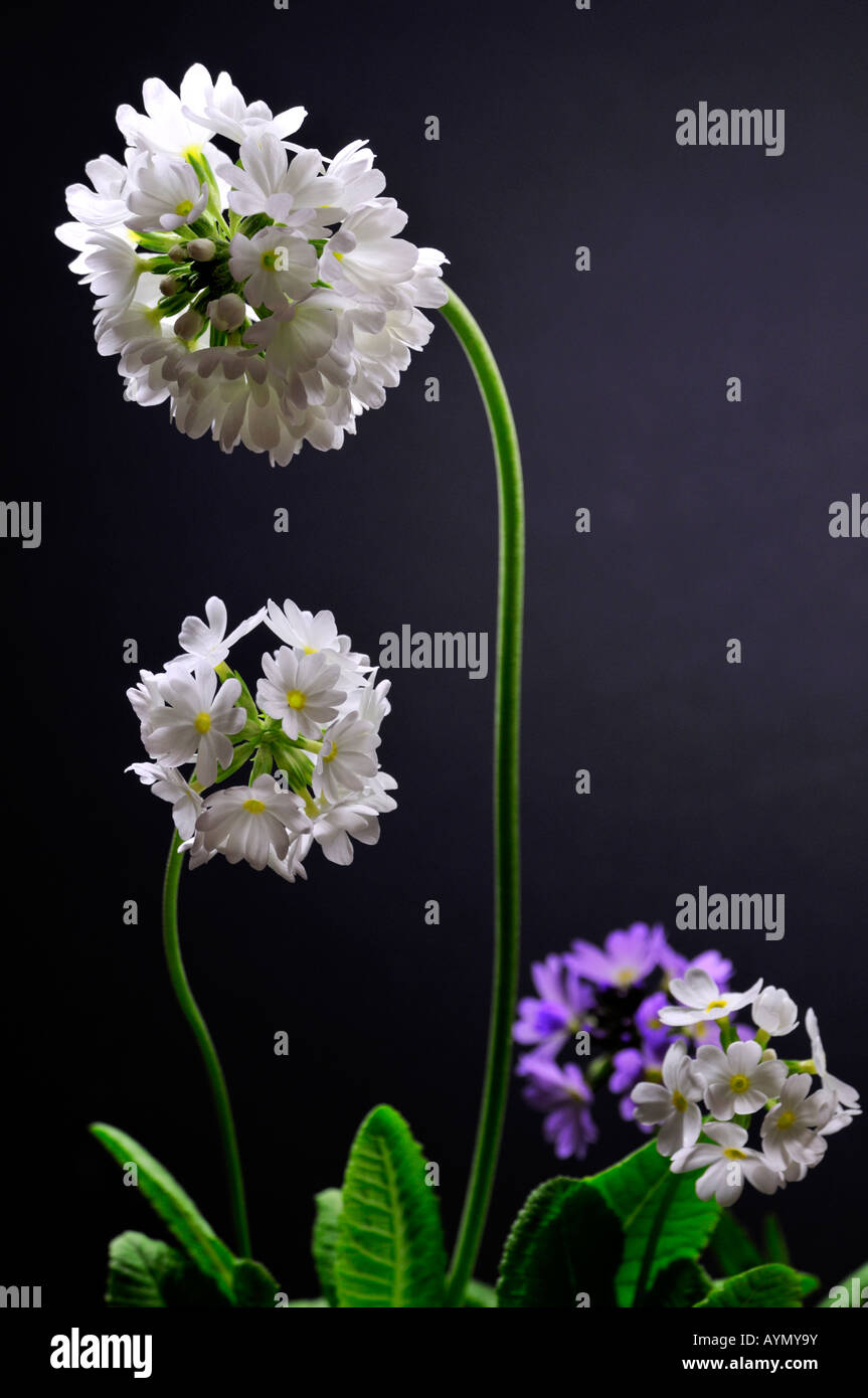 Primula denticulata var alba drumstick primrose white flower closeup ...