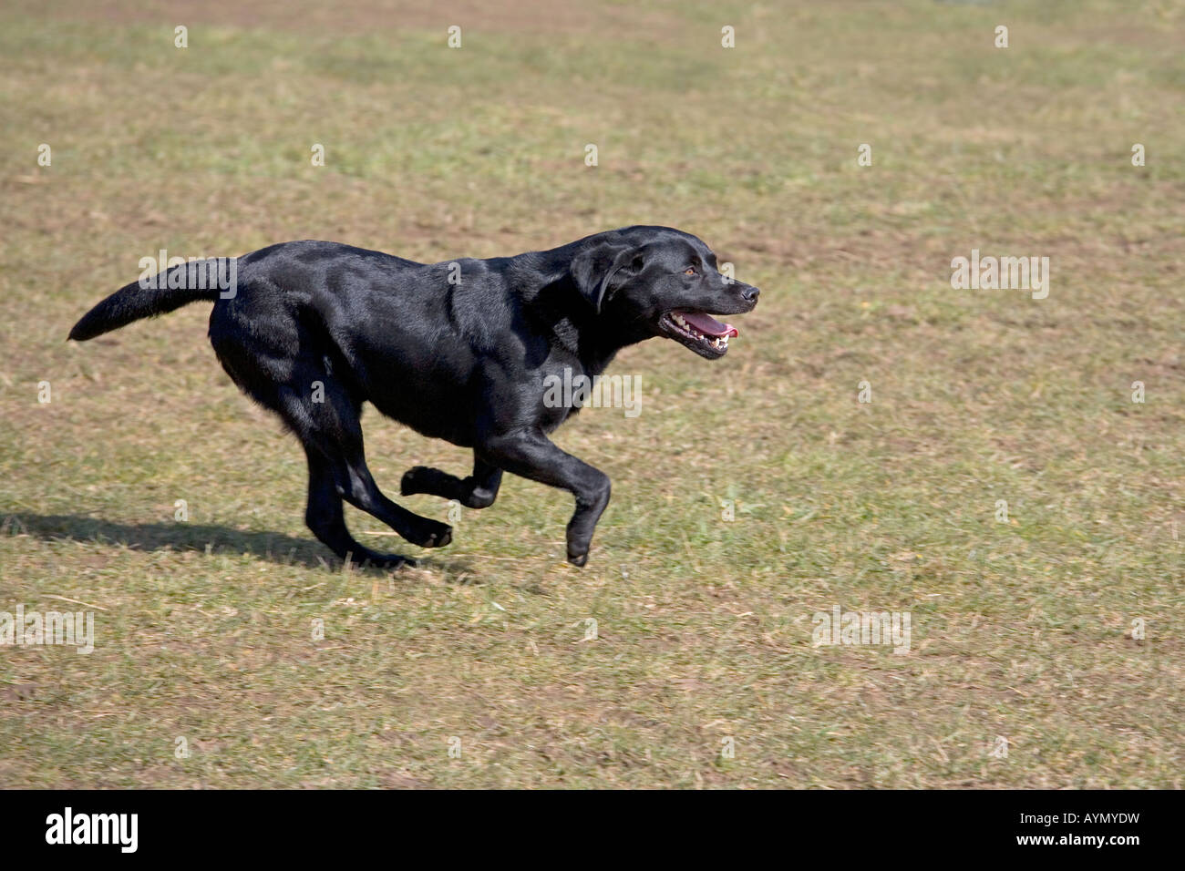 Black Labrador Running Stock Photo - Alamy