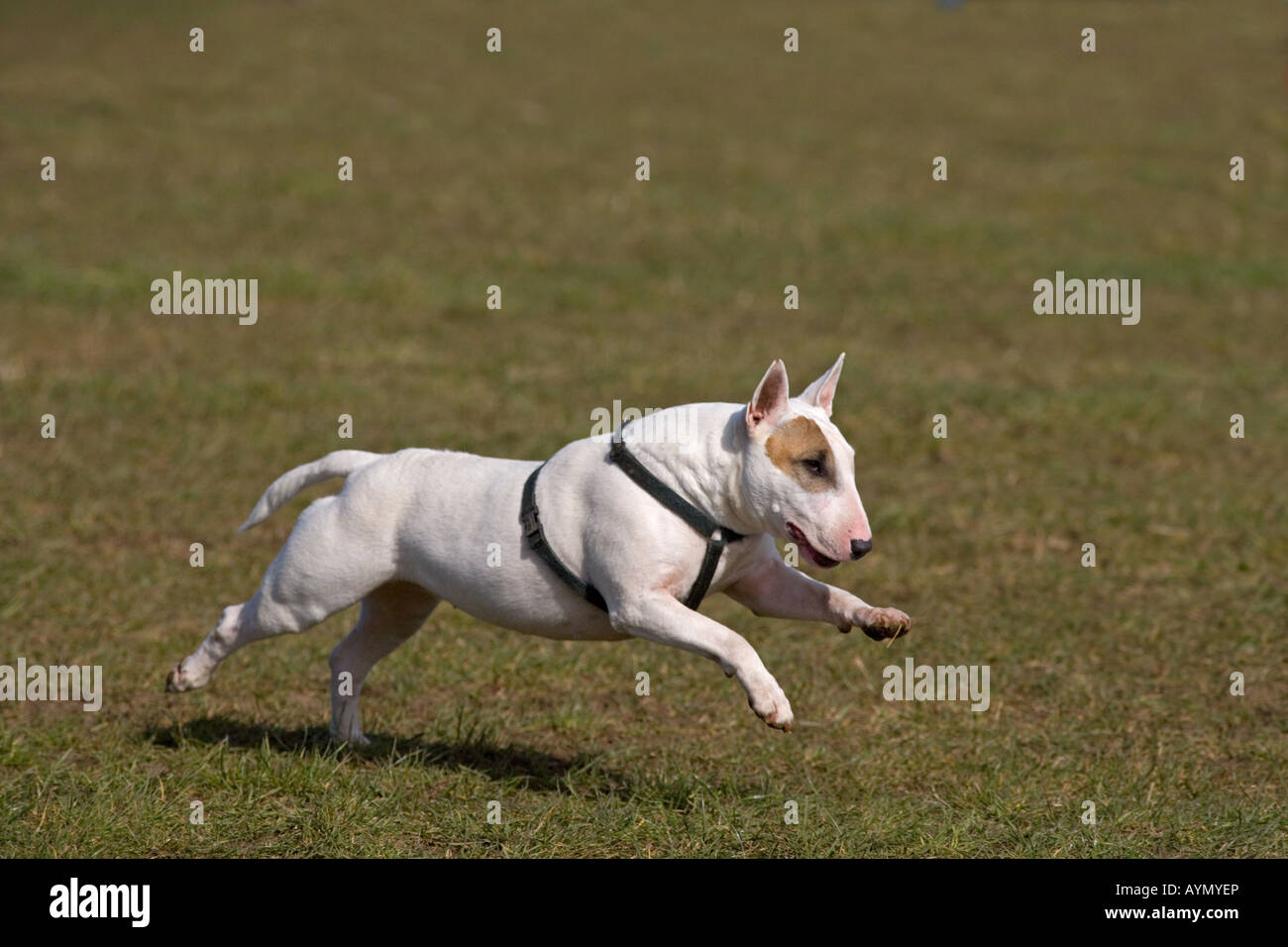 Bull Terrier Running Stock Photo - Alamy