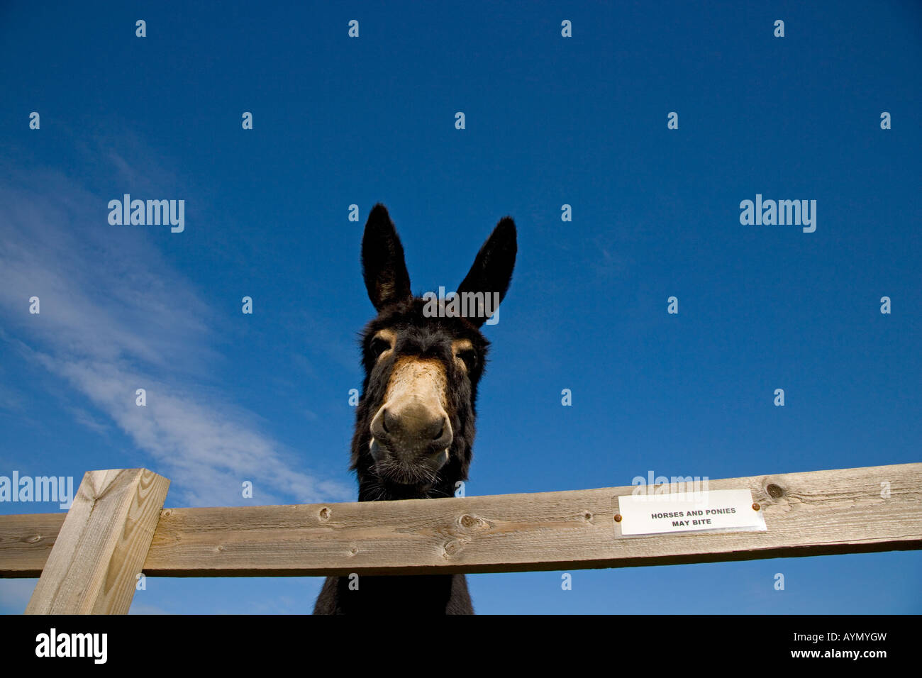 Black Donkey Portrait Stock Photo - Alamy