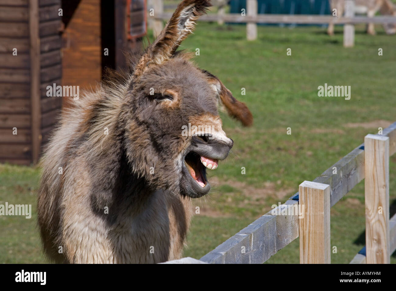 Cute donkey farm hi-res stock photography and images - Alamy