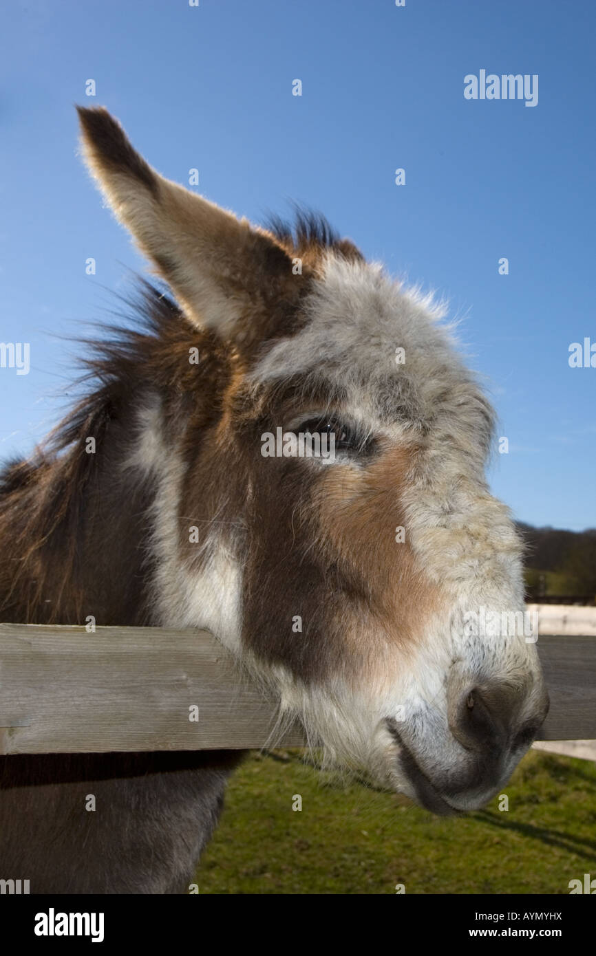 Donkey looking over fence Stock Photo - Alamy
