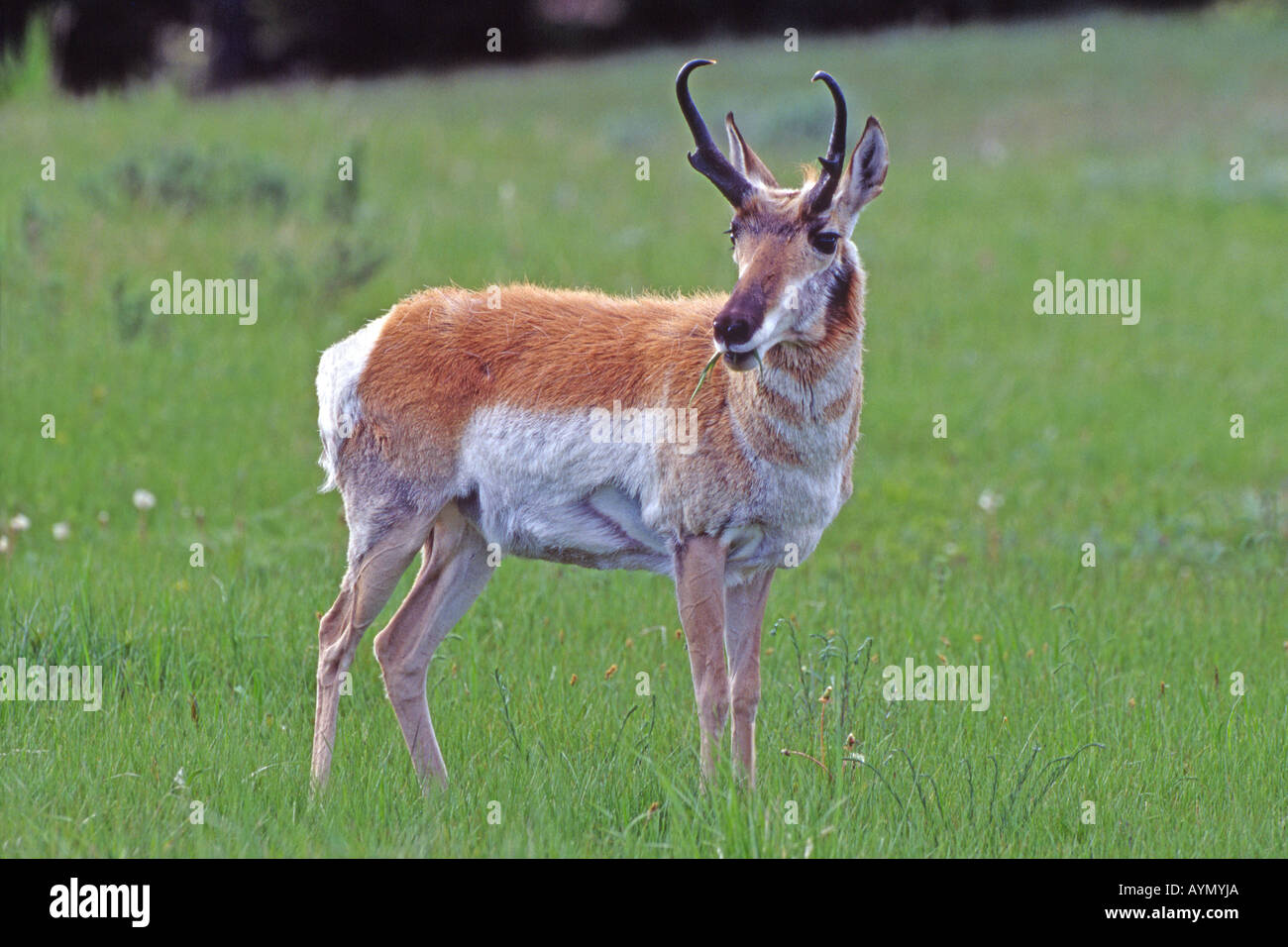 Pronghorn ungulates hi-res stock photography and images - Alamy